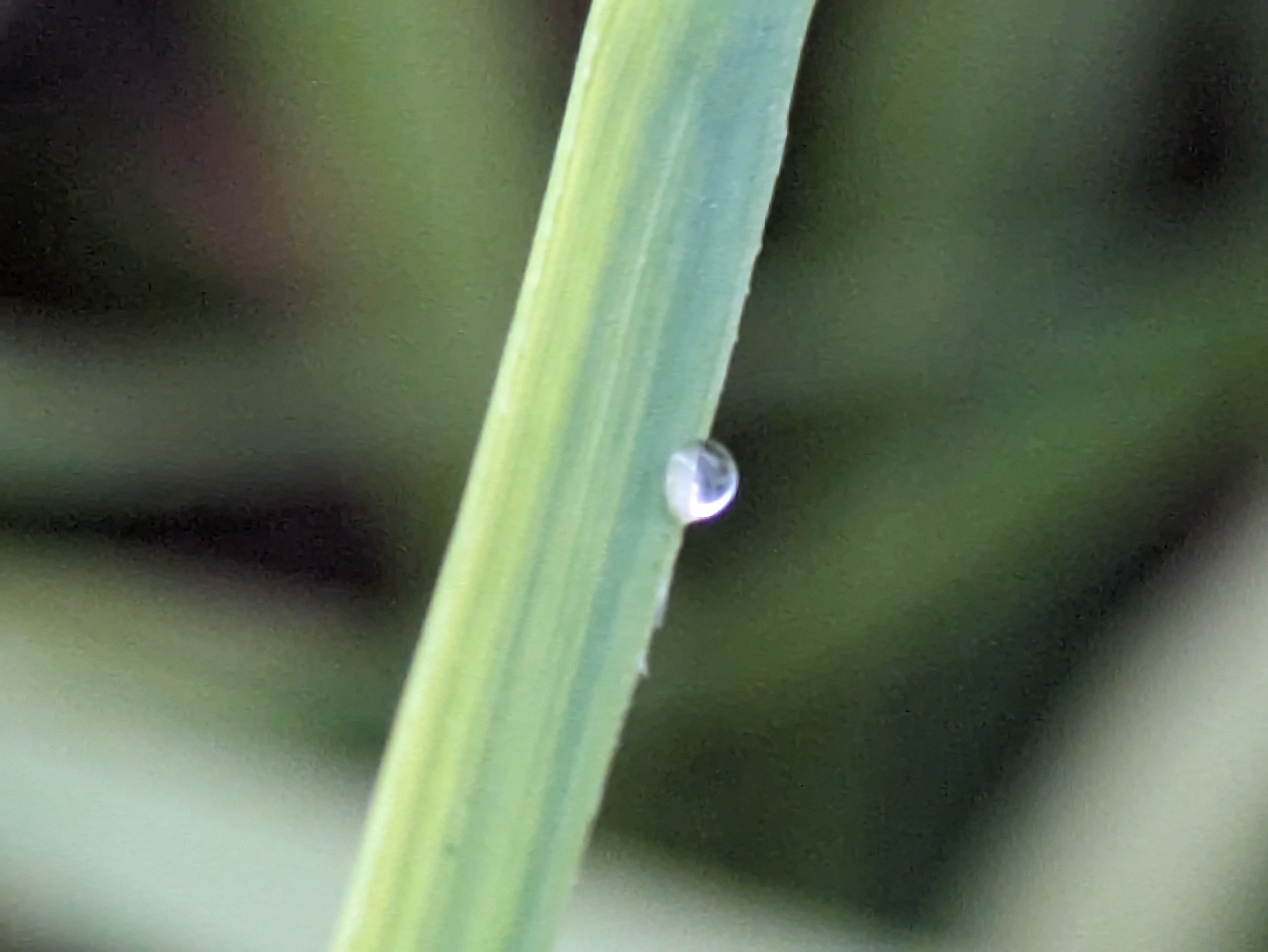 今朝の水滴｜ichiro70