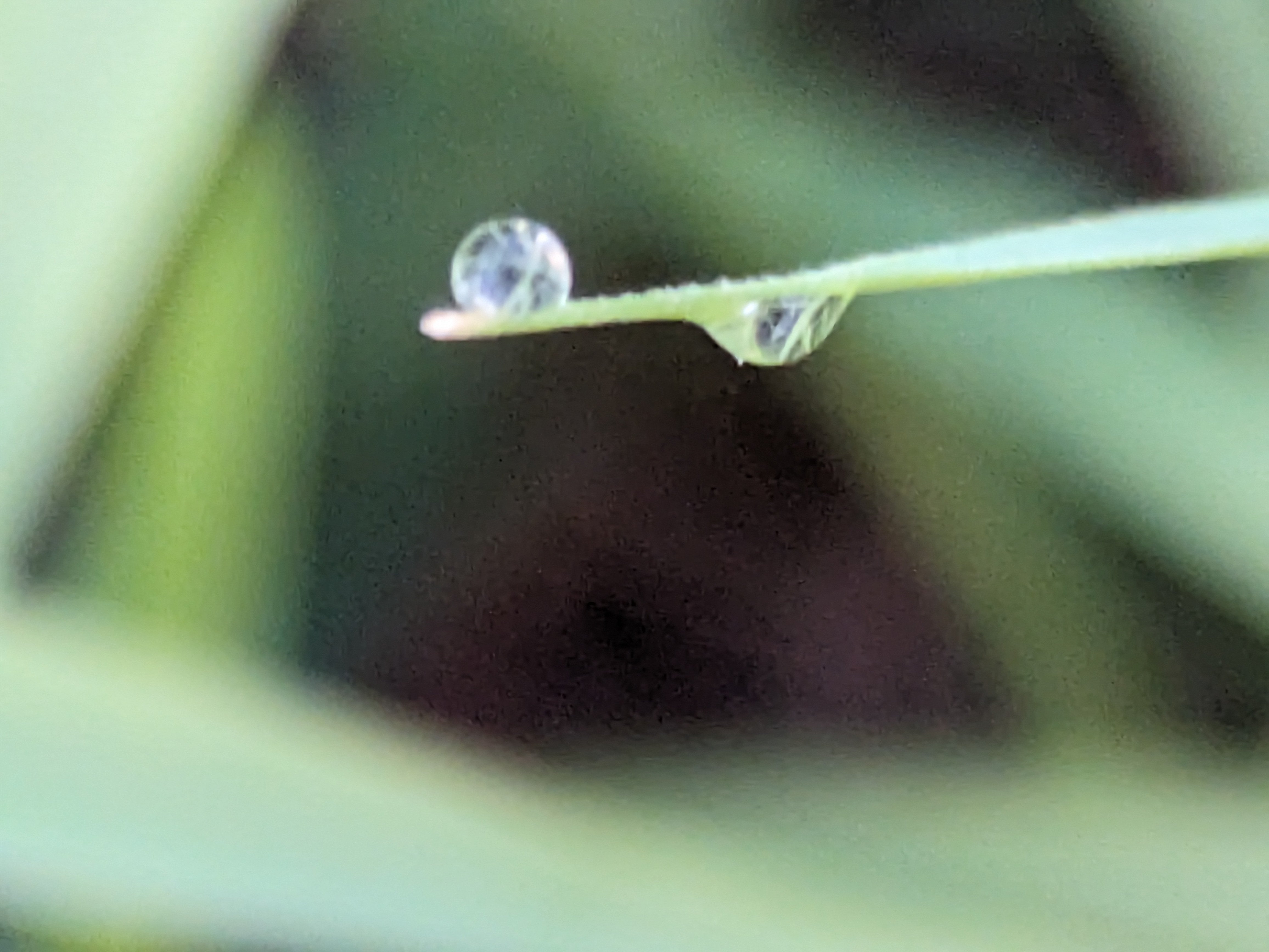 今朝の水滴｜ichiro70