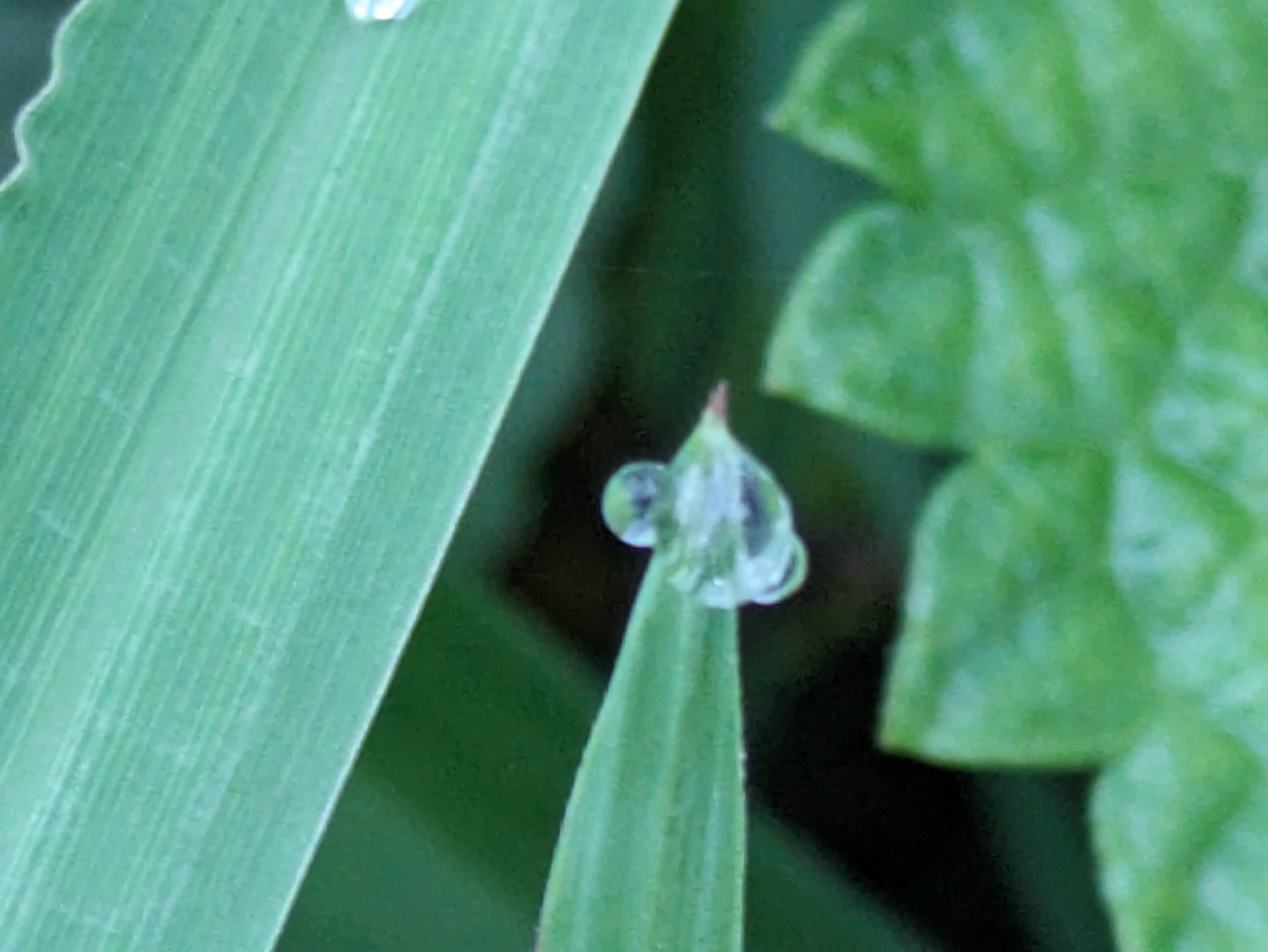 今朝の水滴｜ichiro70