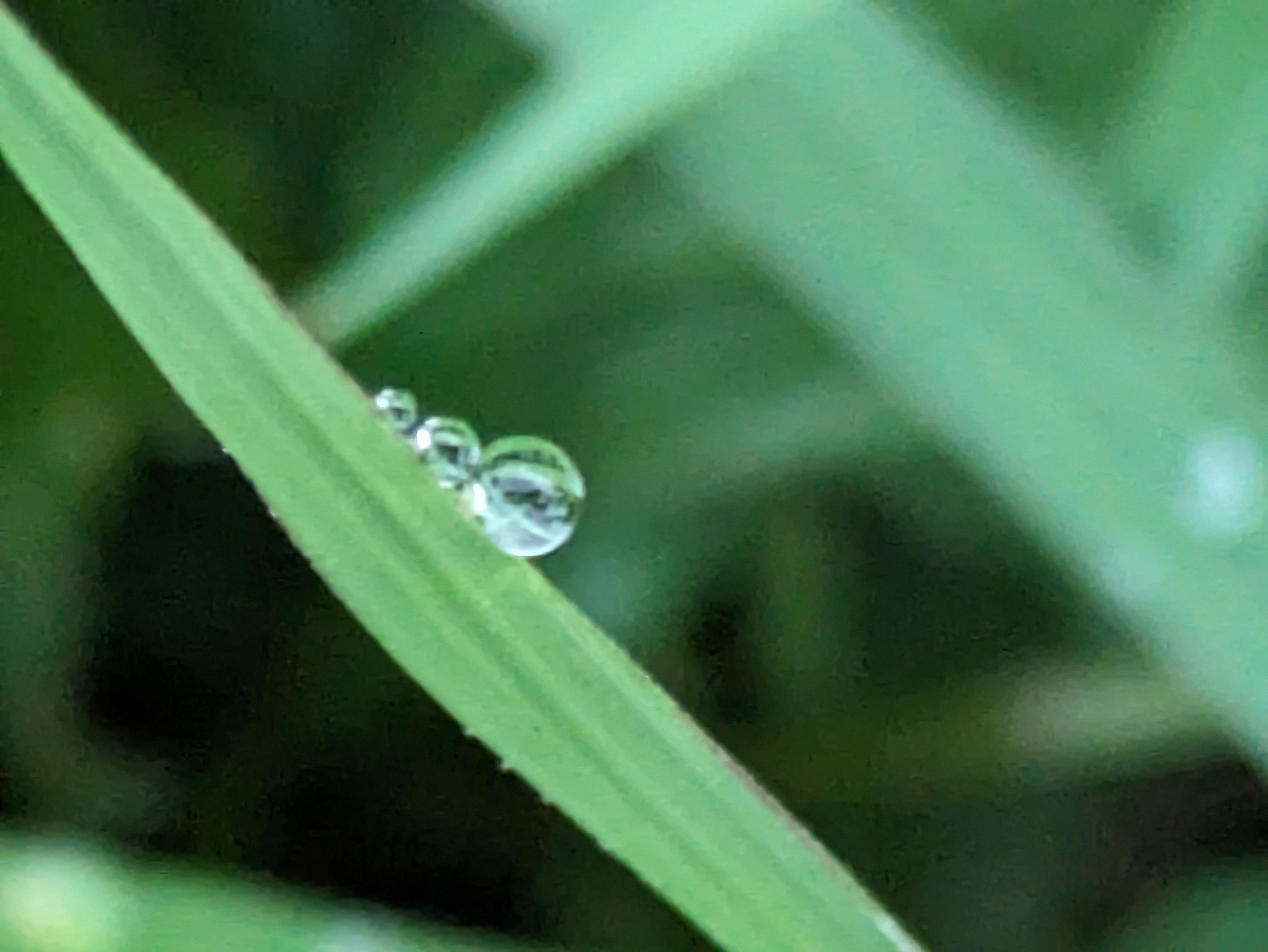 今朝の水滴｜ichiro70