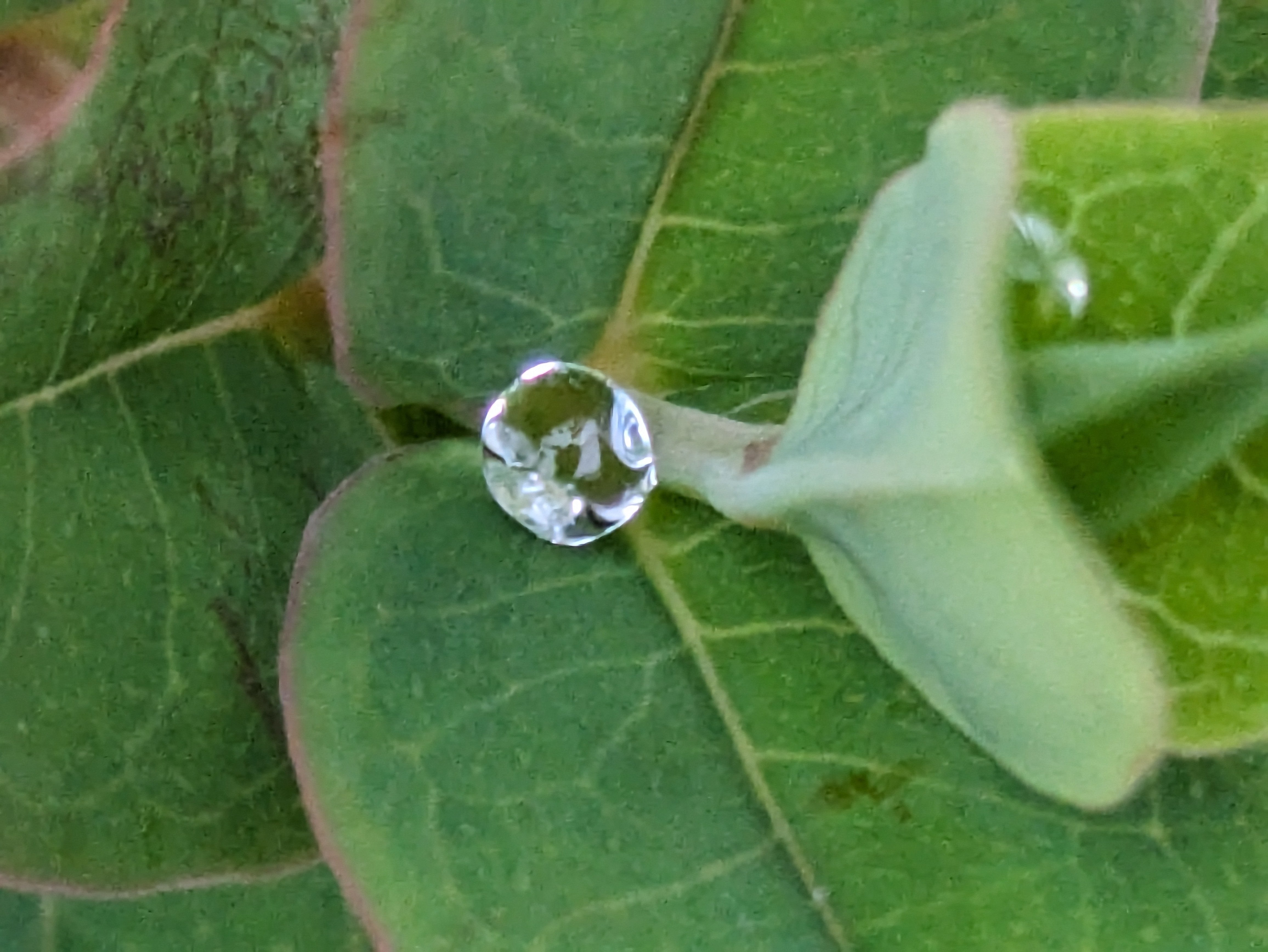 今朝の水滴 ②｜ichiro70