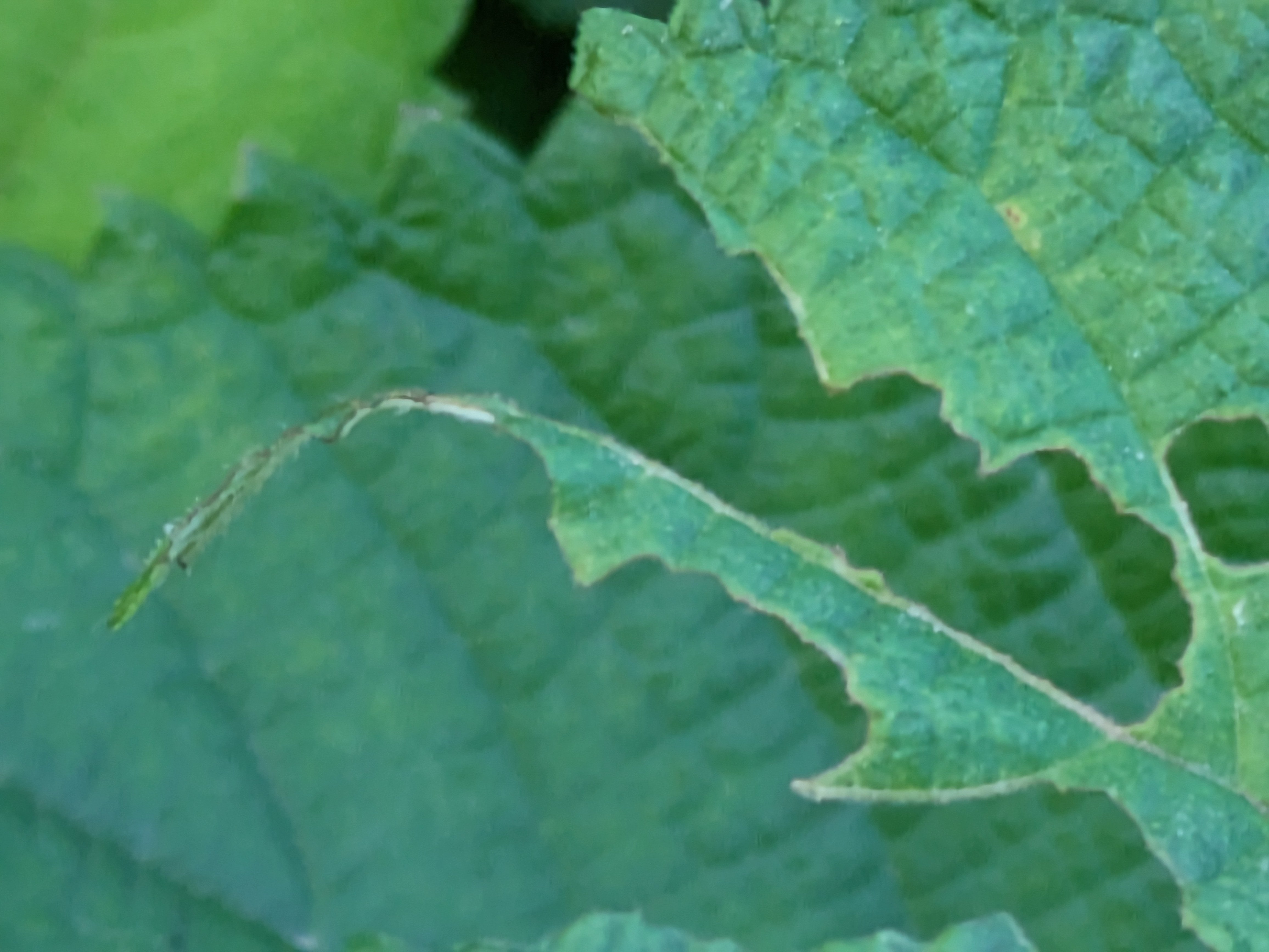 食みあと②｜ichiro70