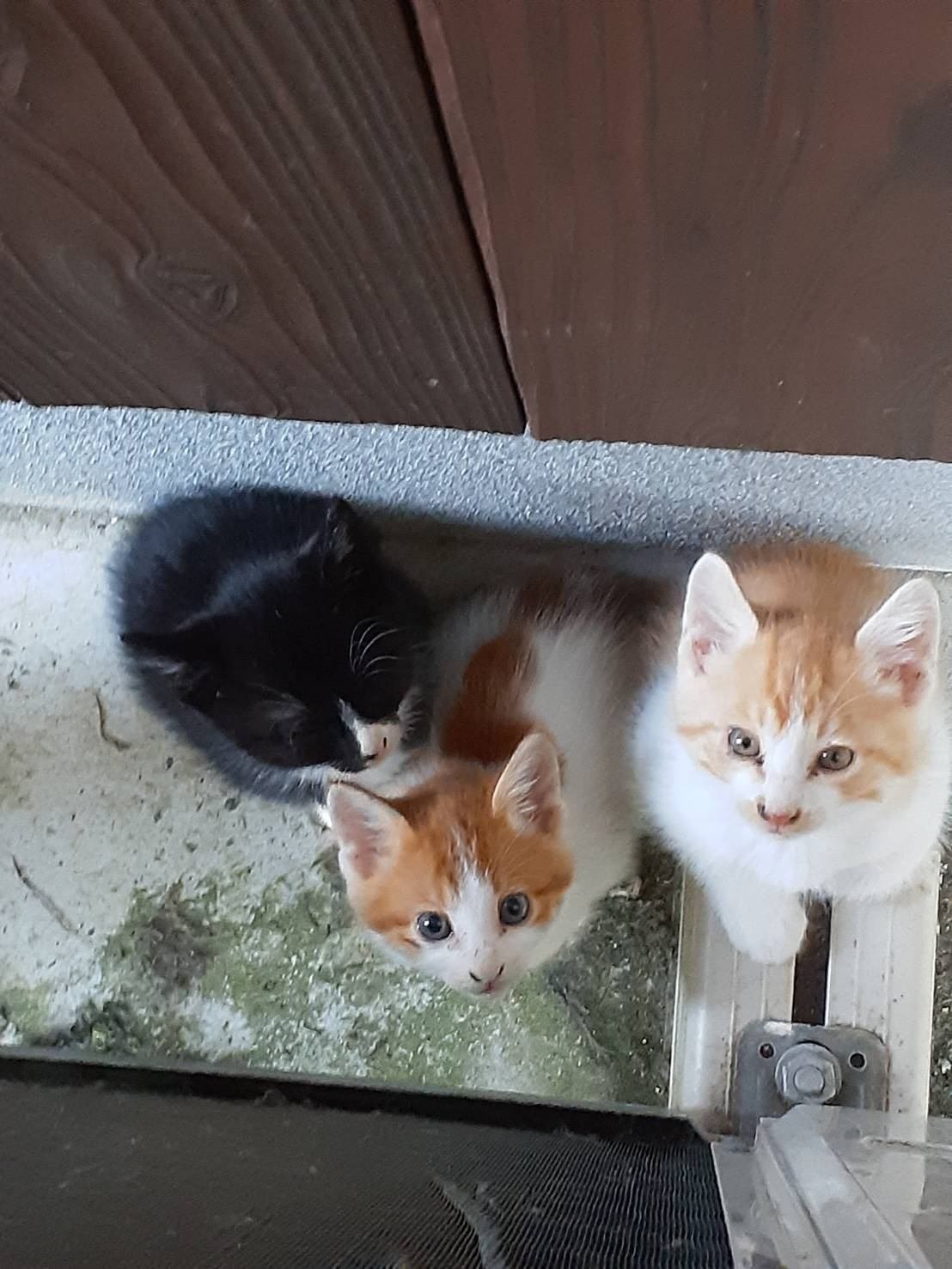 TNR活動｜NPO法人あおぞら