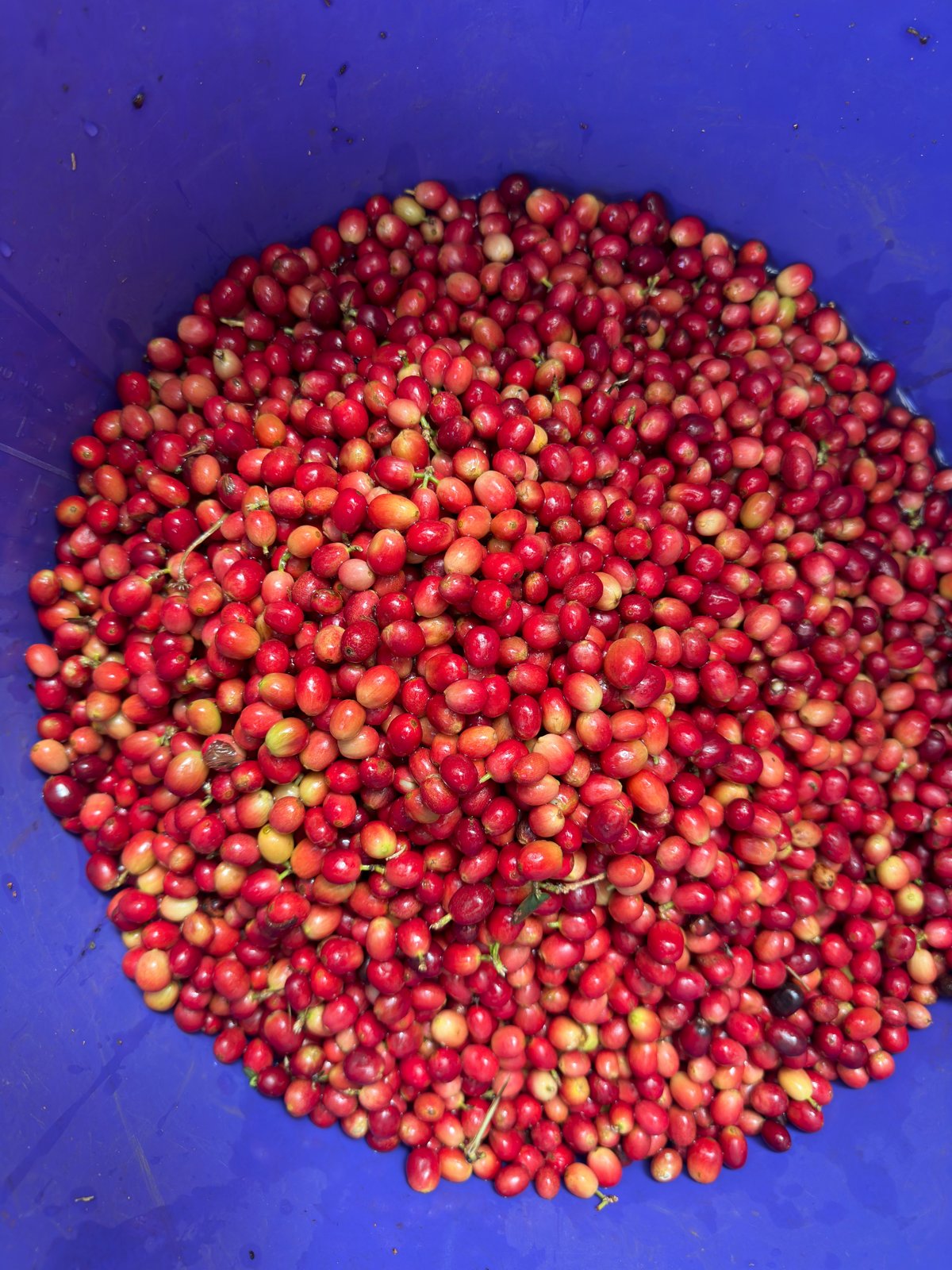 コーヒーのシーズンが始まった！｜Yoko Harada