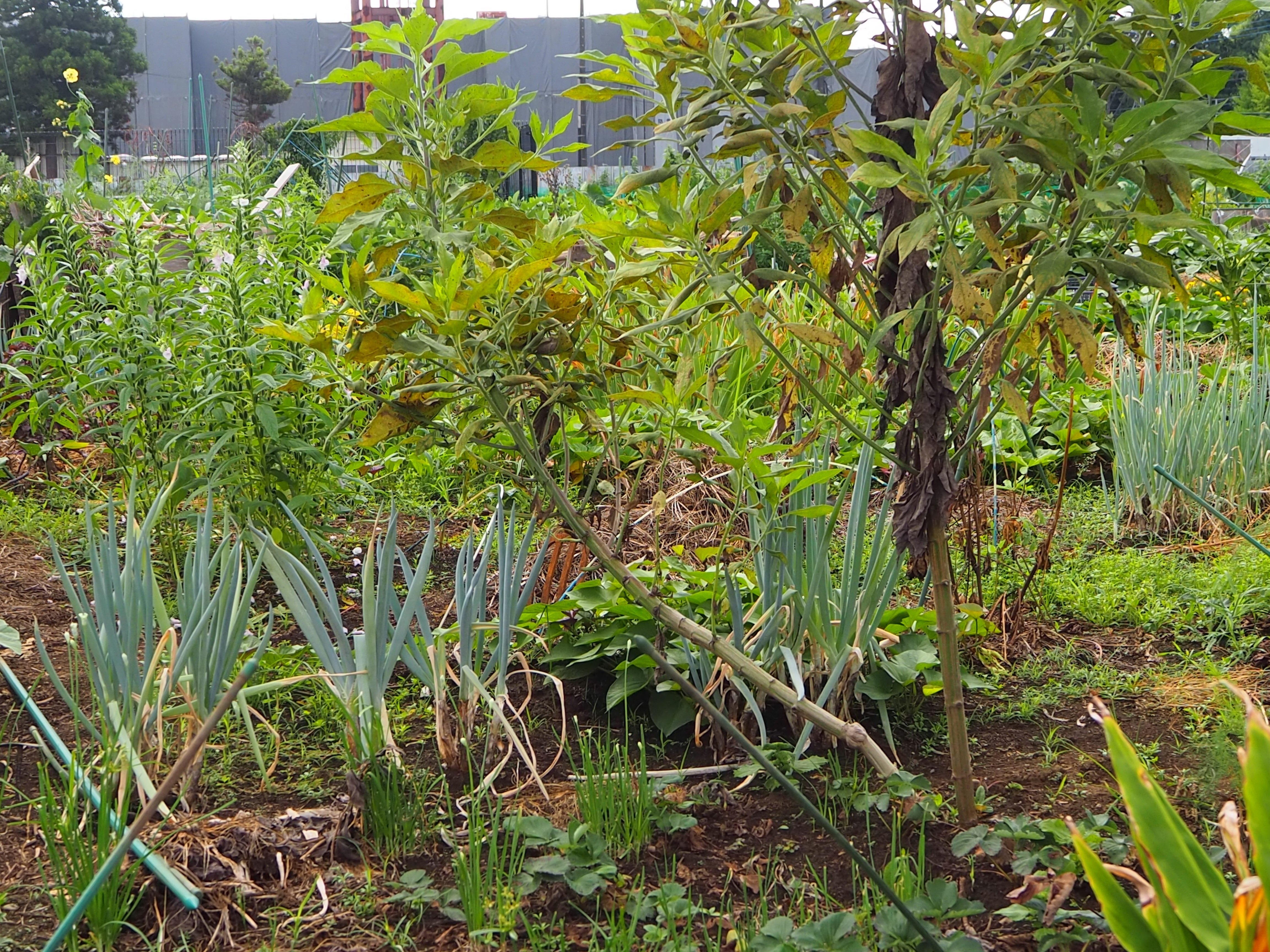 #181 看板の畑 もう9月ですが、イモ類はまだまだ収穫できませんが、暑くて、イモも大変です！｜NAMIKO