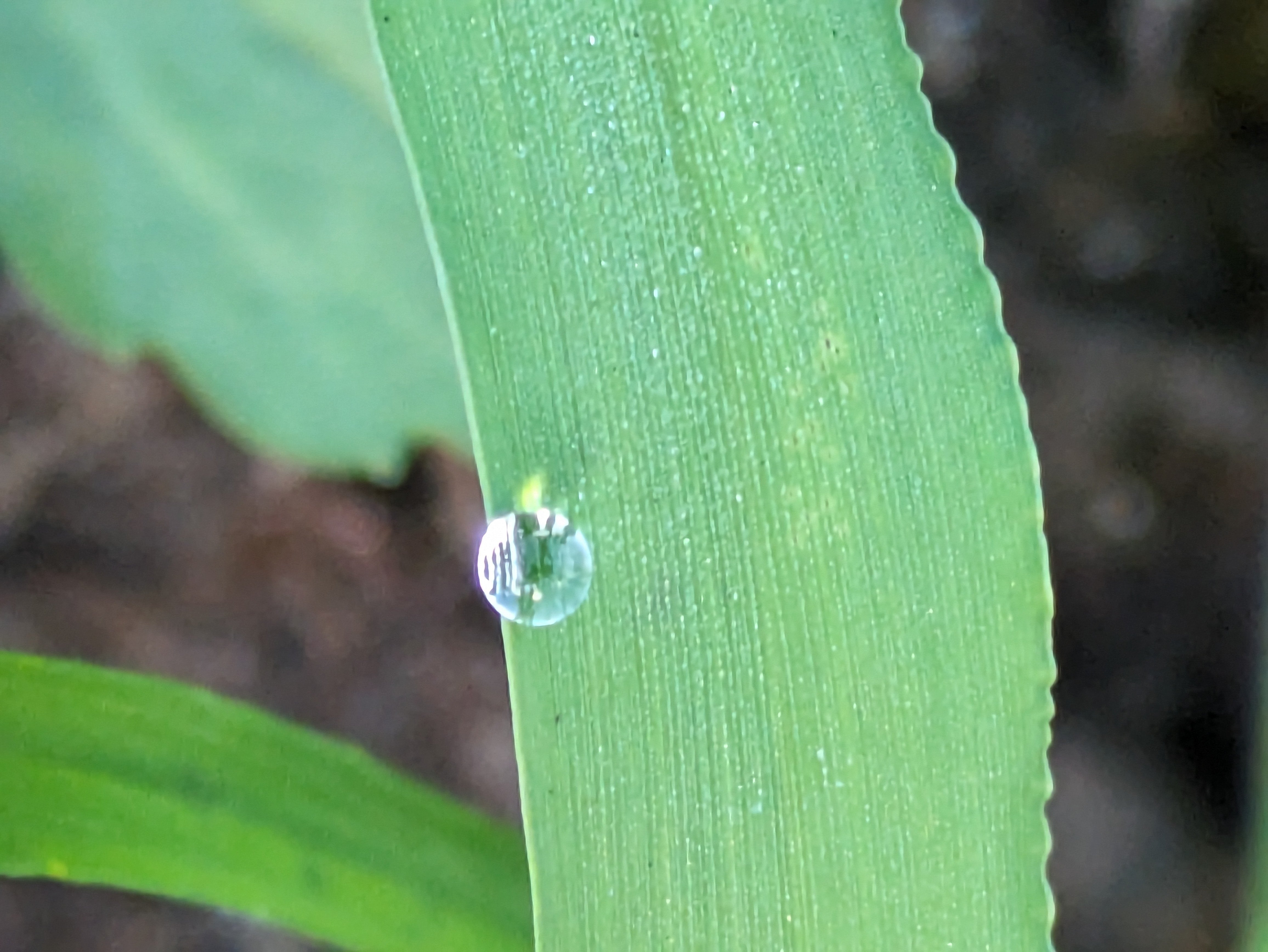 今朝の水滴 ③｜ichiro70