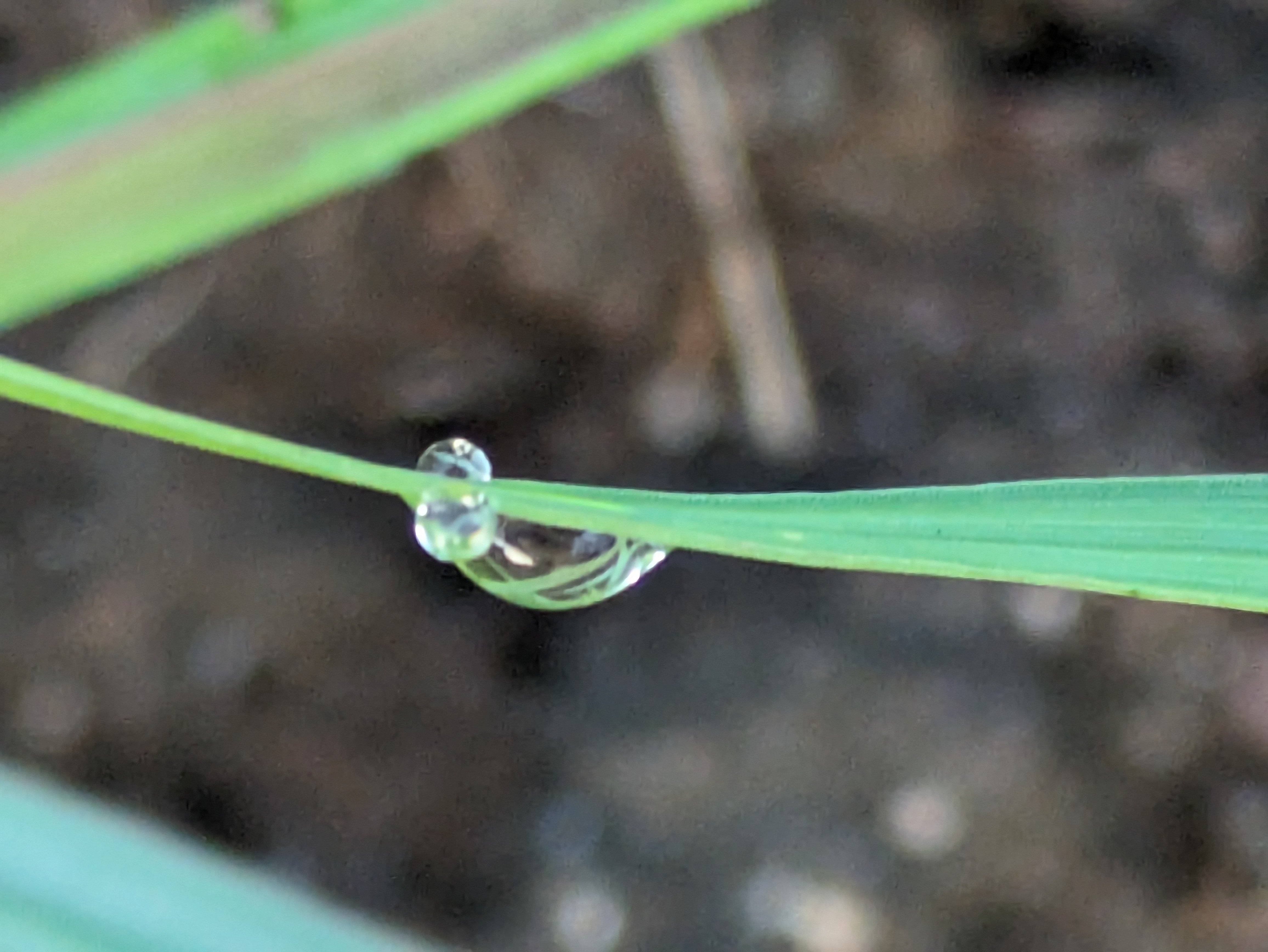 今朝の水滴 ③｜ichiro70