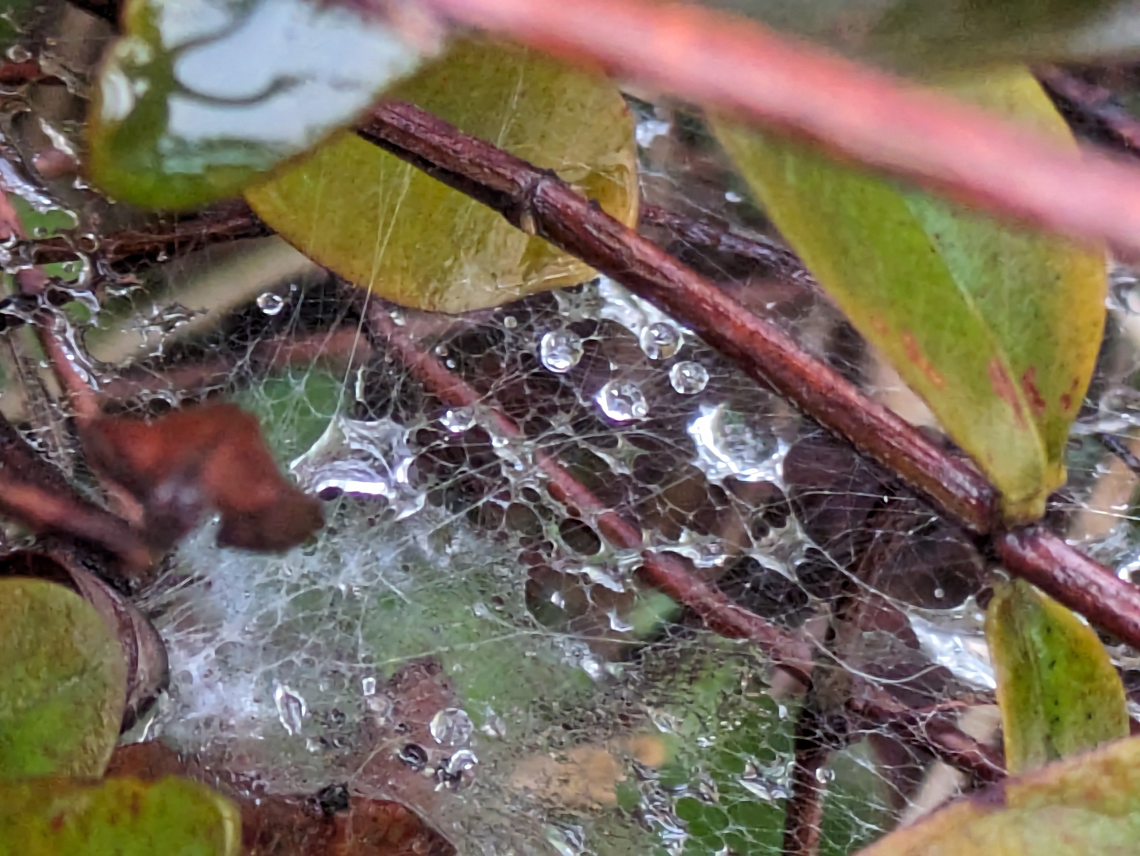 今朝の水滴 ③｜ichiro70