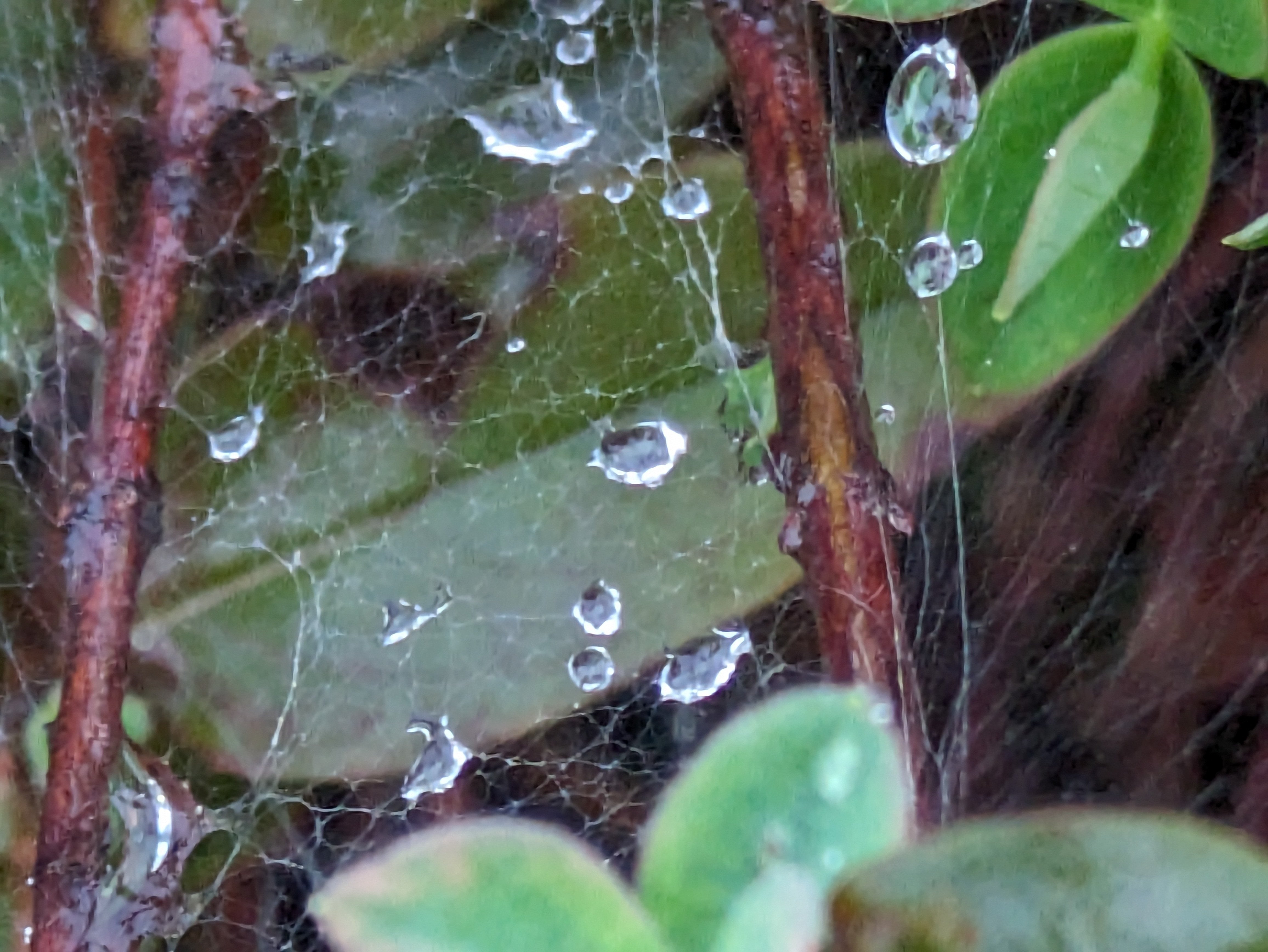 今朝の水滴 ③｜ichiro70