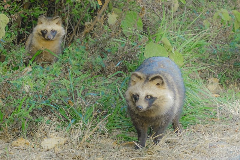 たぬきの親子(子だぬきと父親)の写真 Tanuki family and child Photo｜yohaku_photo