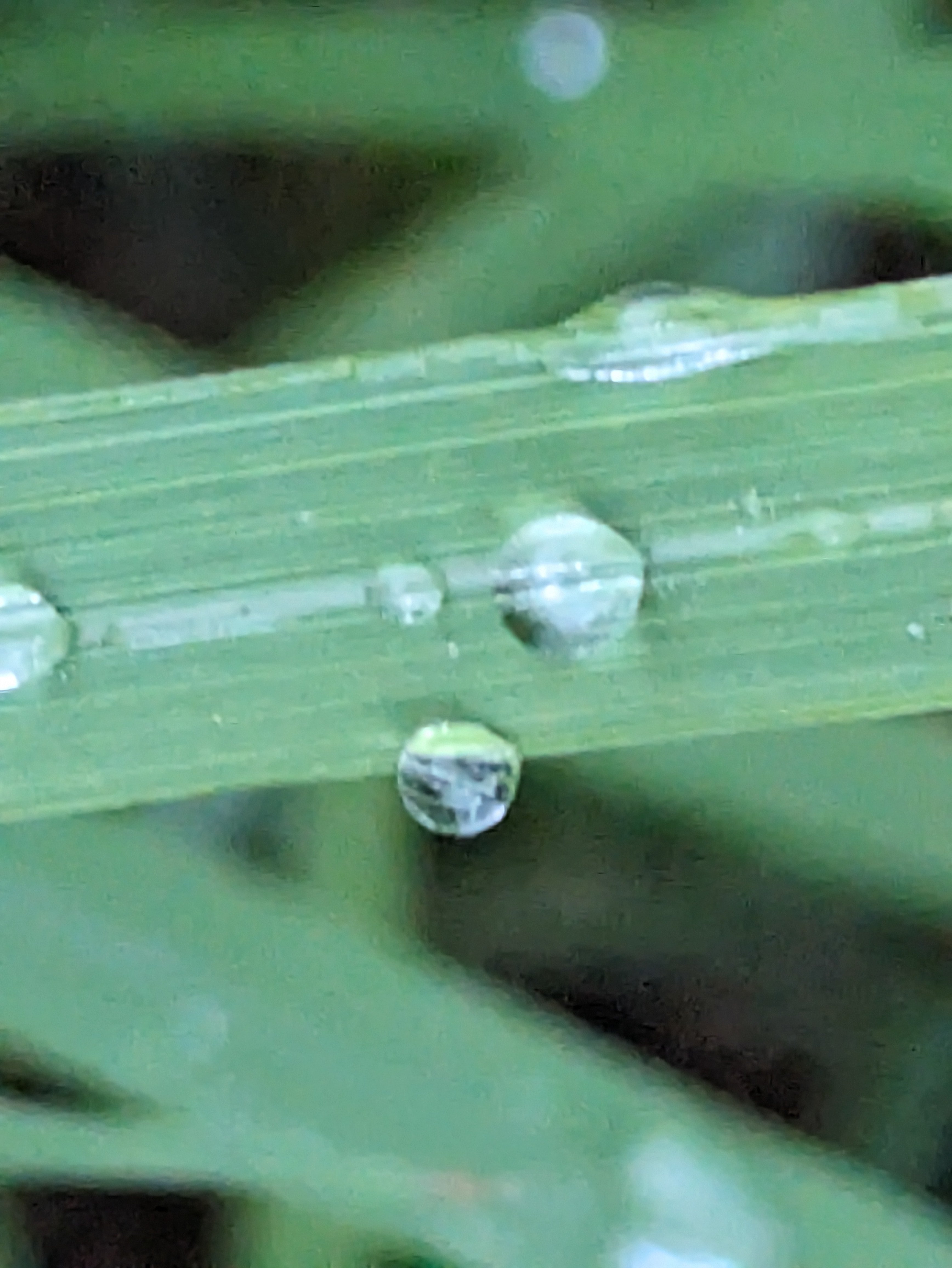 今朝の水滴｜ichiro70