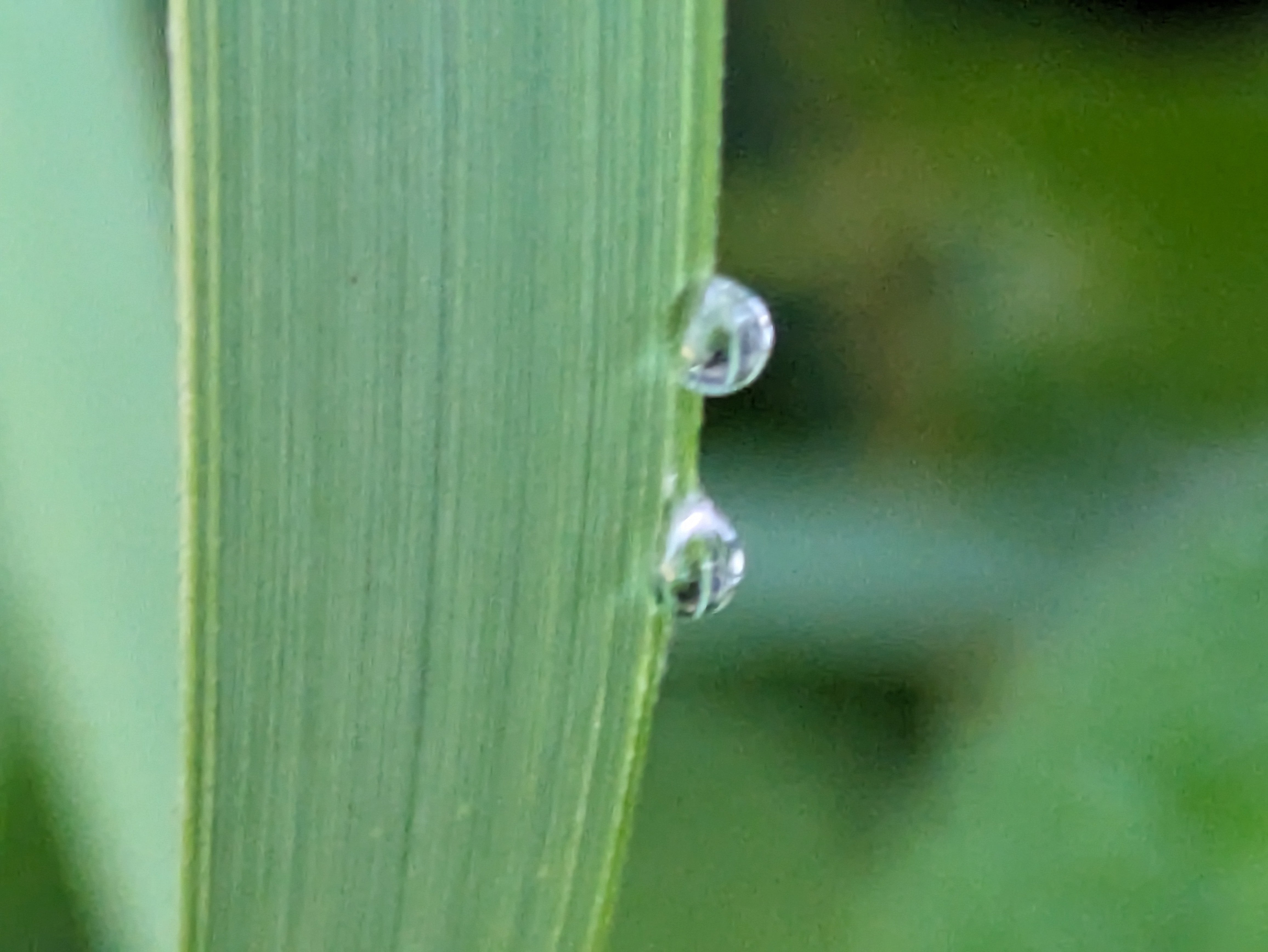 今朝の水滴 ②｜ichiro70