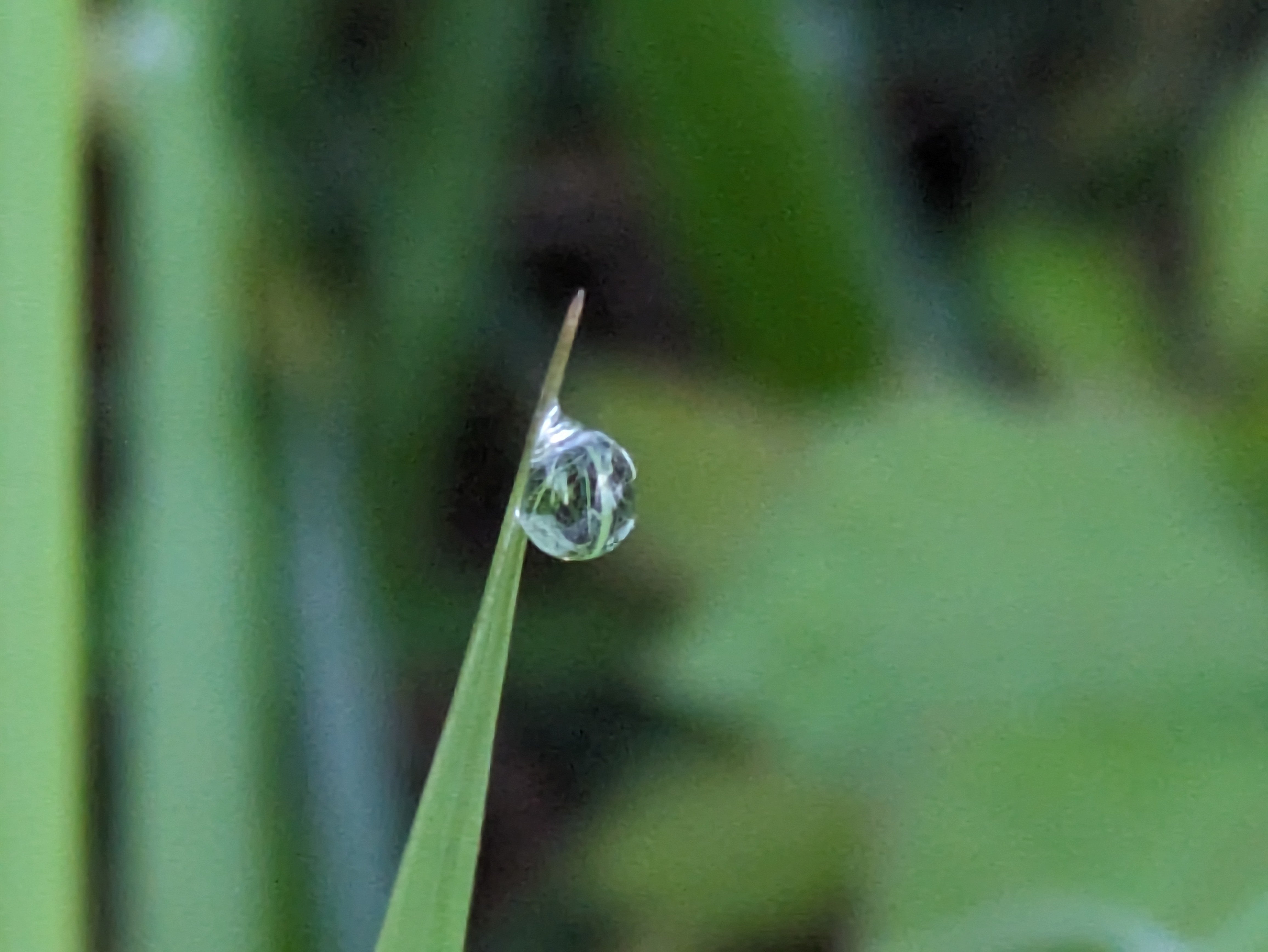 今朝の水滴｜ichiro70