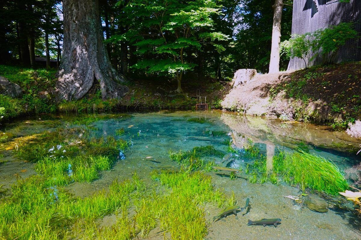 透明感バツグン！忍野八海で禊の巡礼 国内旅行記・山梨編Vol.1｜Tsuchinoco