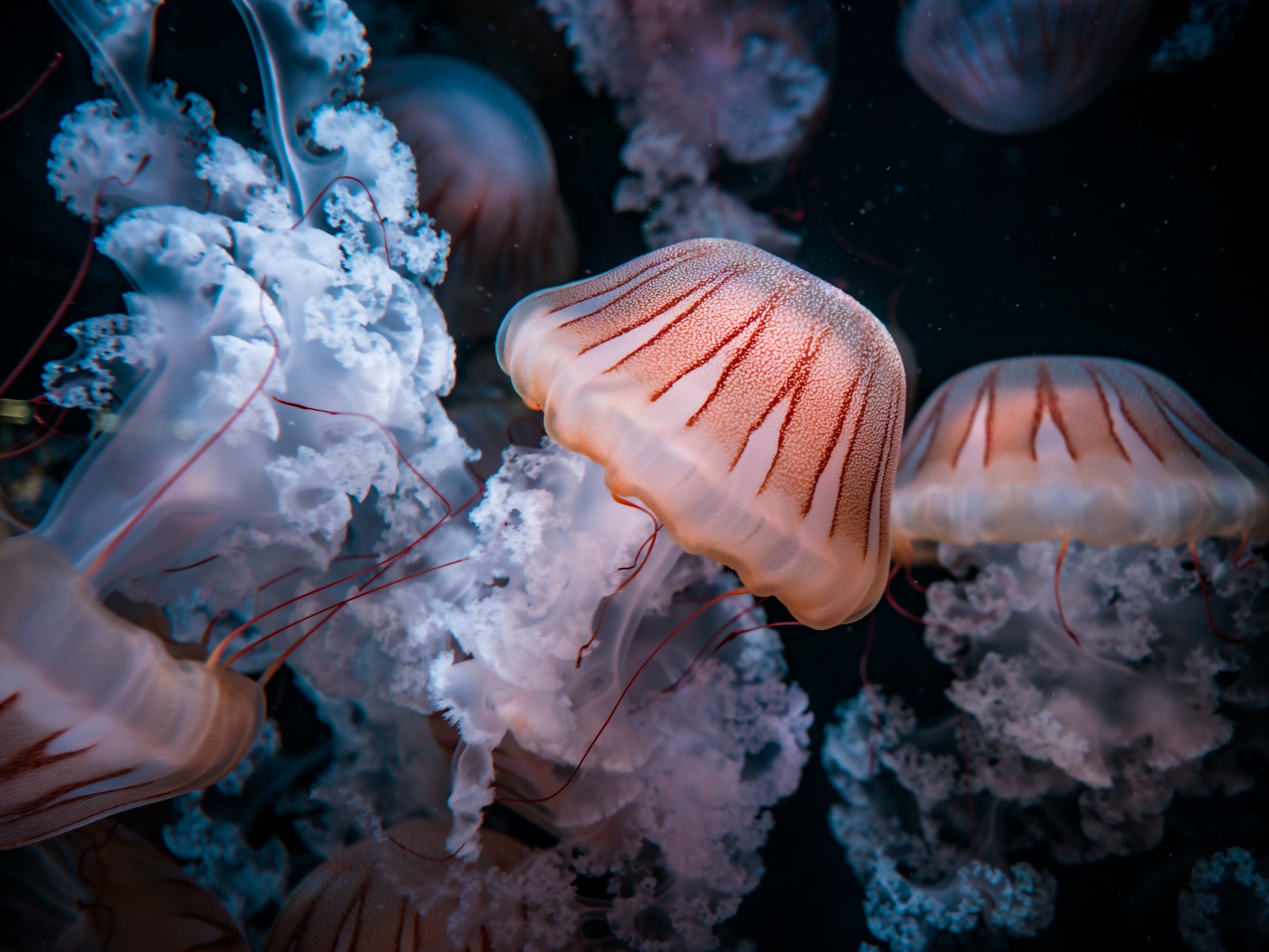 共演…HASSELBLAD X2D 100C + XCD28mmF4P｜YUTA録