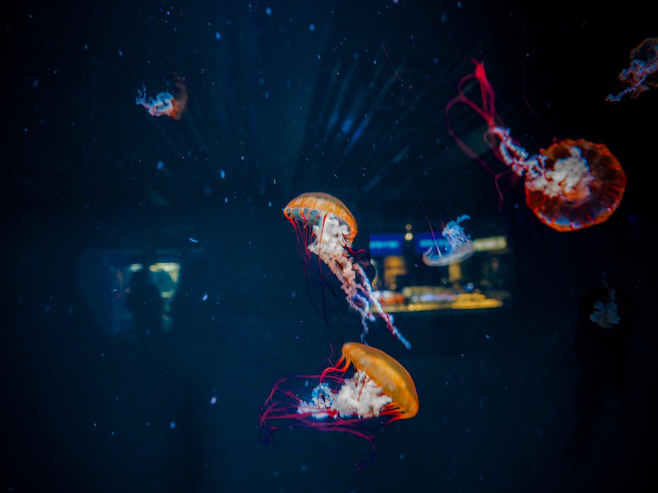 サイケ…HASSELBLAD X2D 100C + XCD28mmF4P｜YUTA録