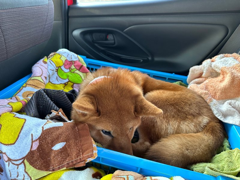 こなつチャンネル(42)また行くの？｜NicePapa 平野 尚志