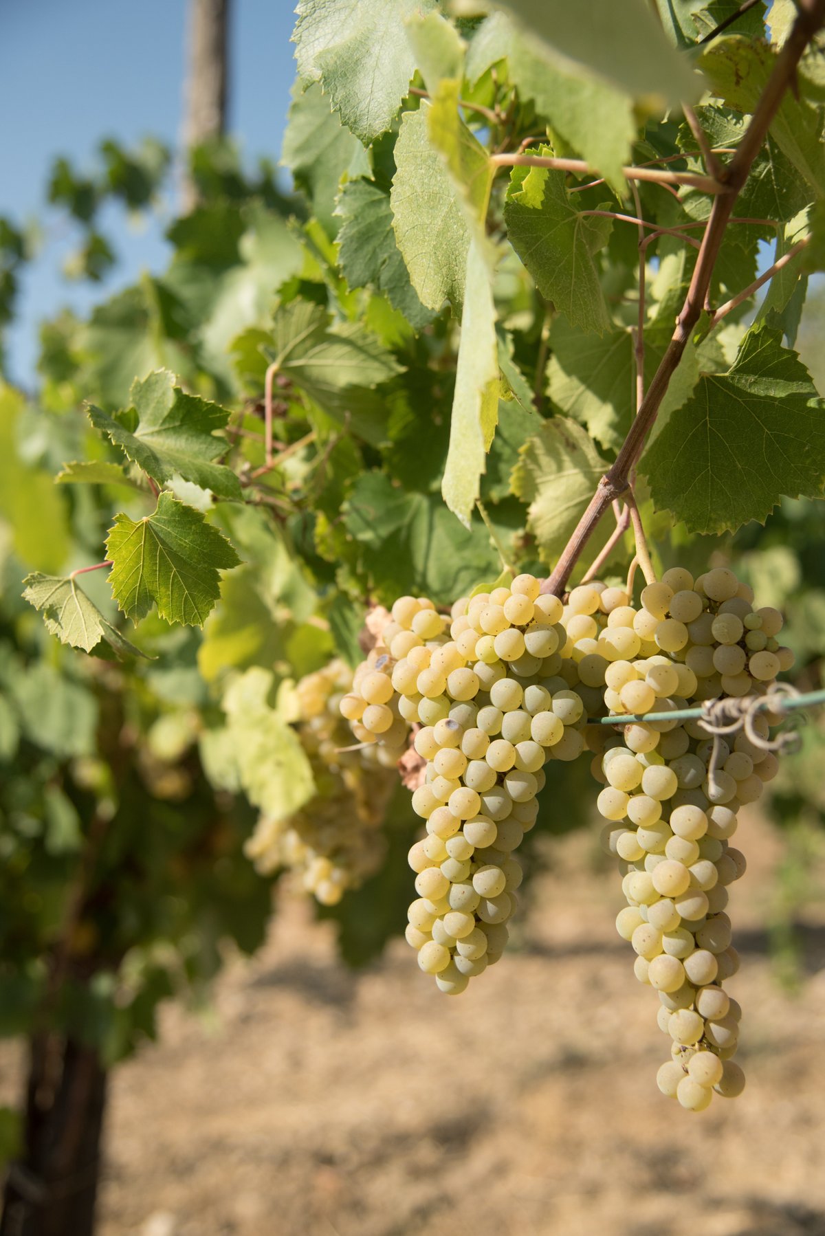 グレコ｜AlcotradeTrust