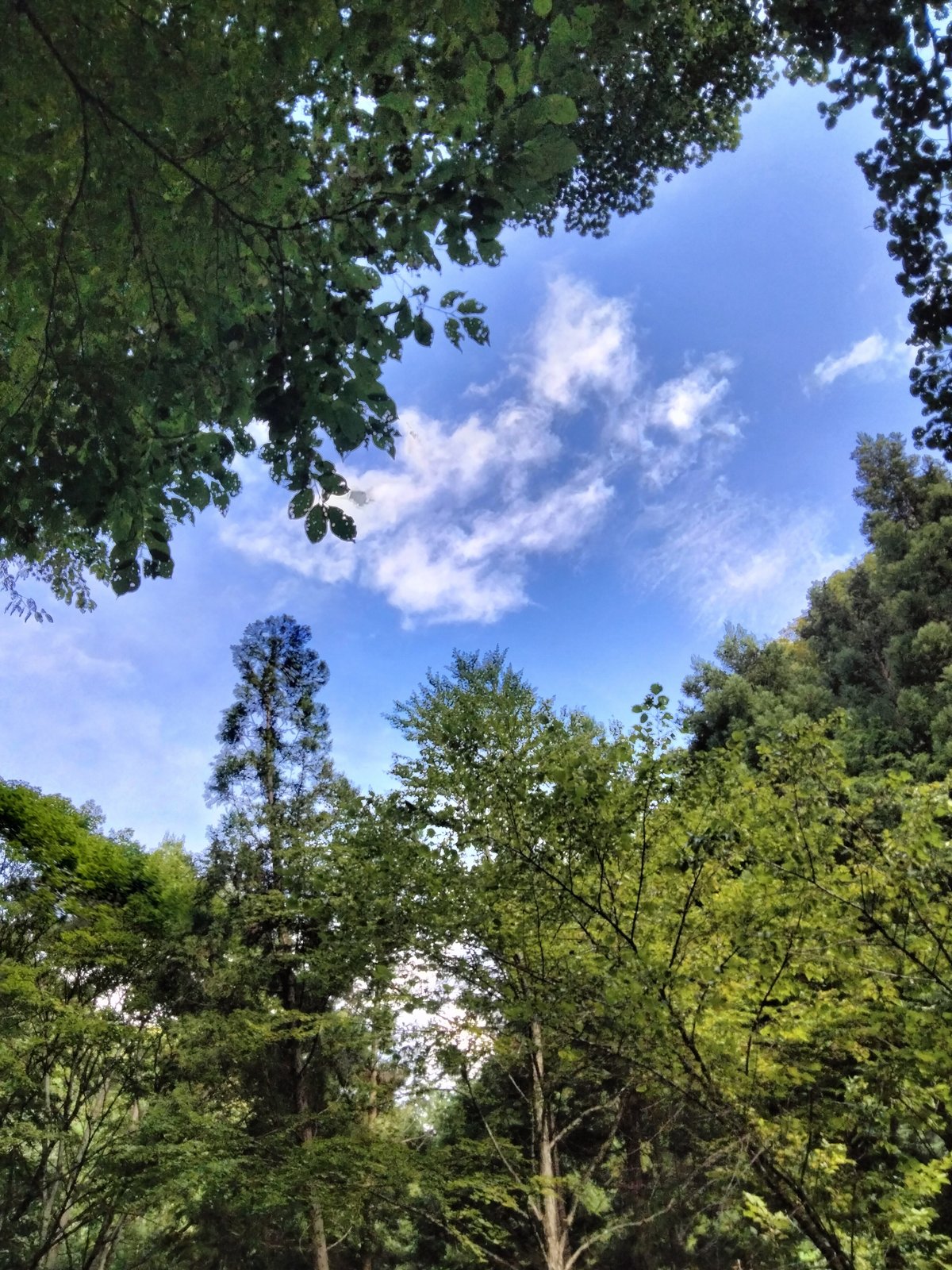 【ロングライド】「酷道」と評される十石峠を越えて。｜ iwamoto yuuma(ゆゆ)