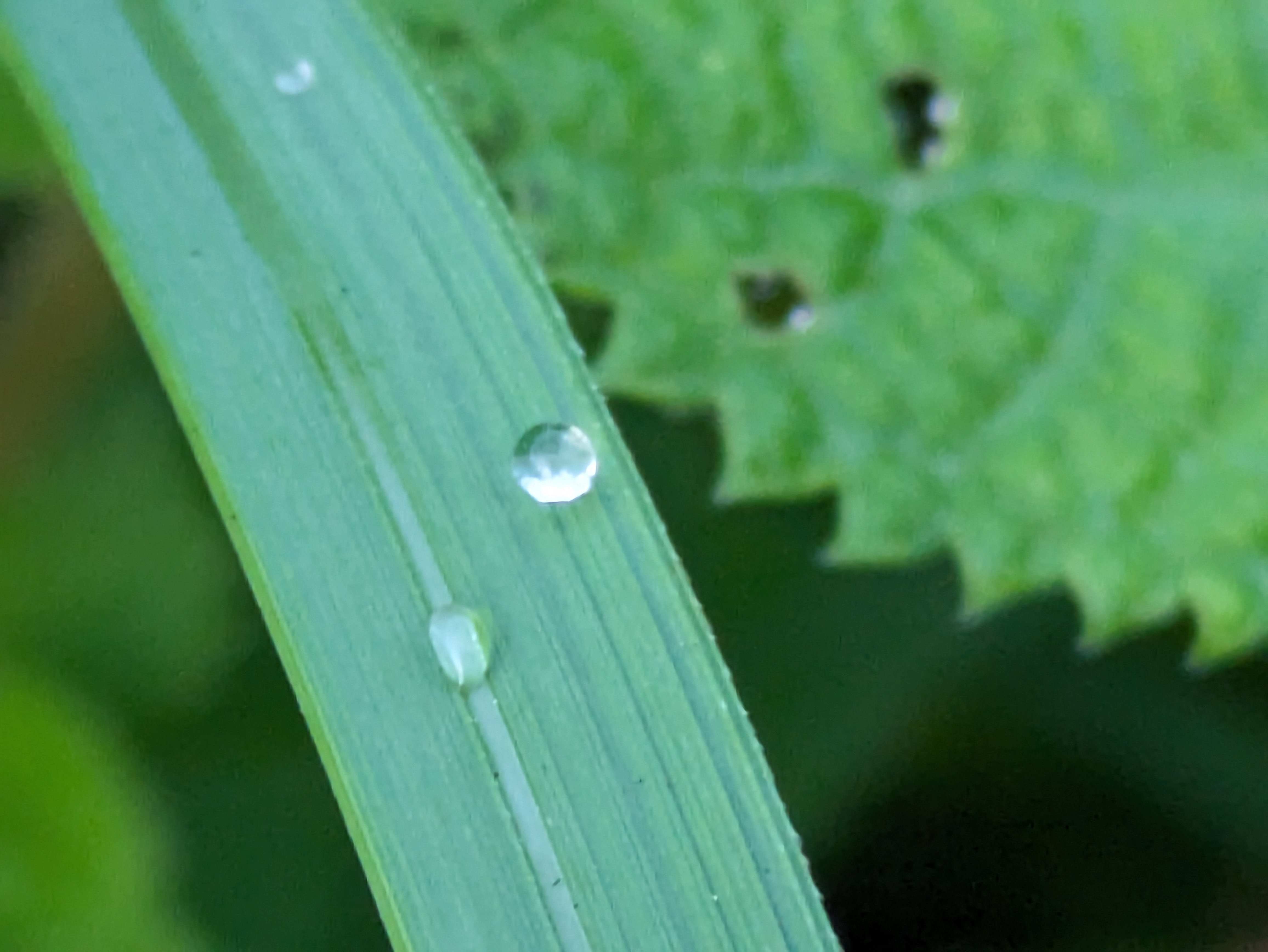今朝の水滴 ②｜ichiro70