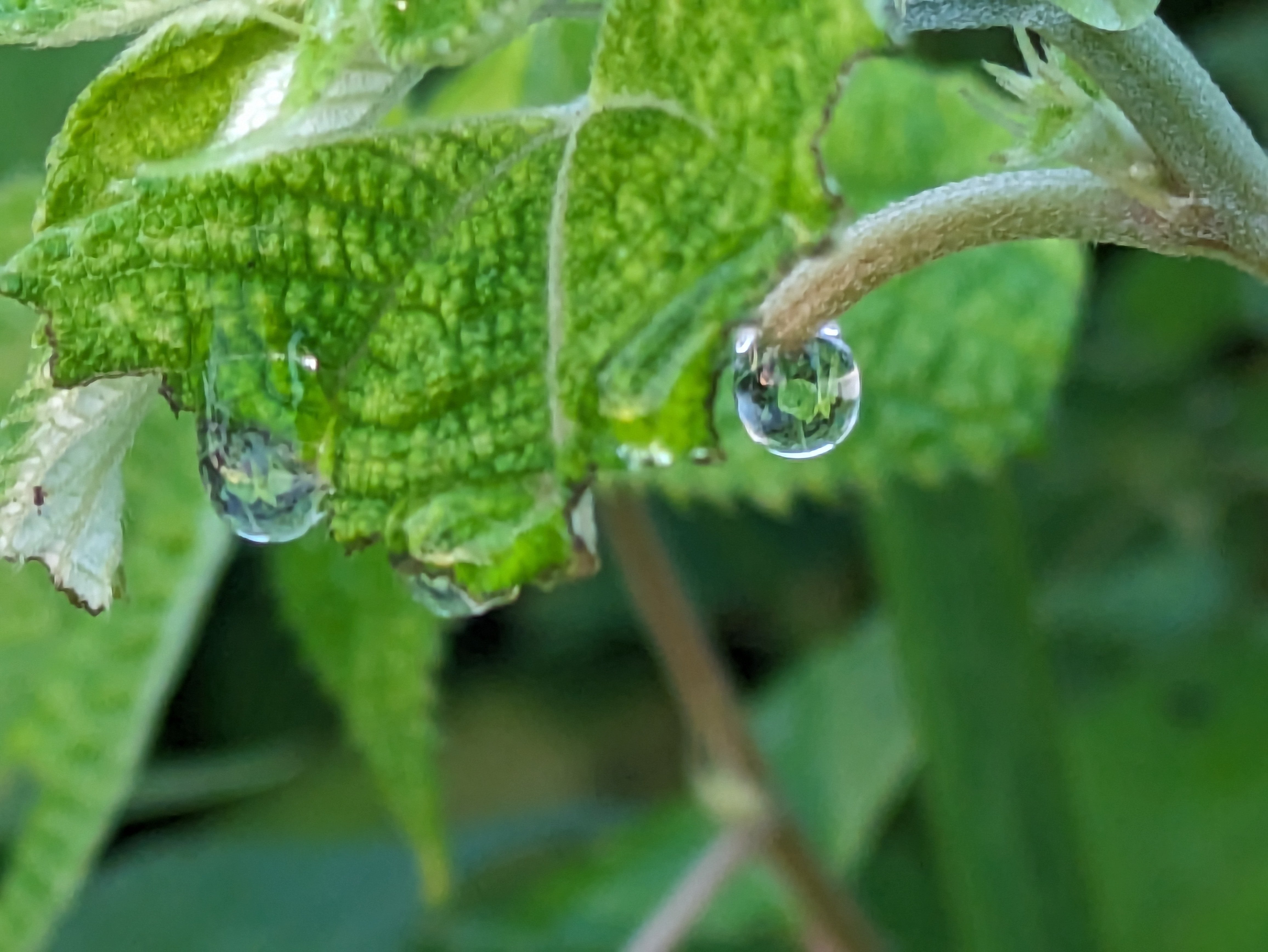 食みあとの朝露②｜ichiro70
