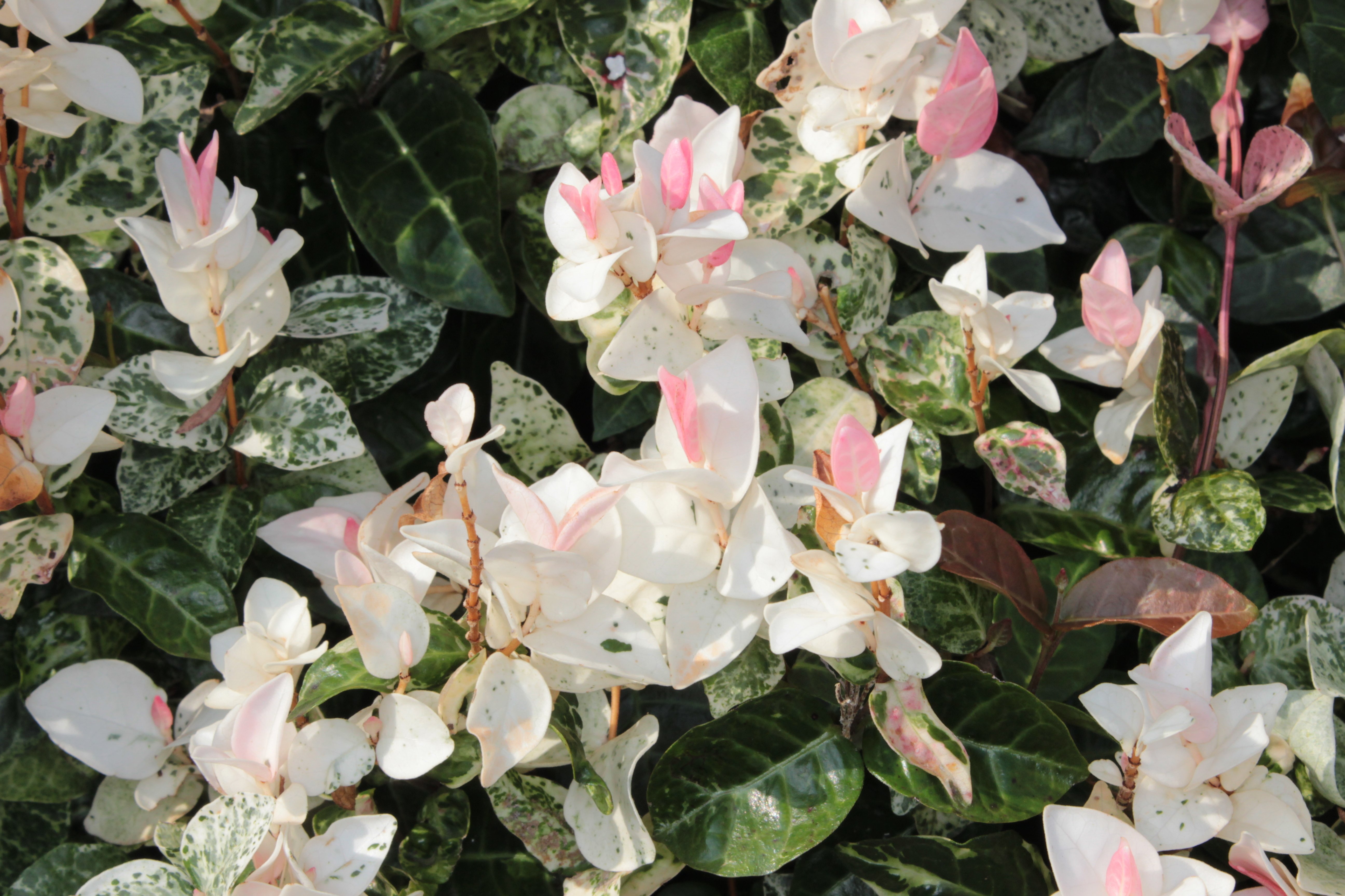 あっついね｜kenji_comp