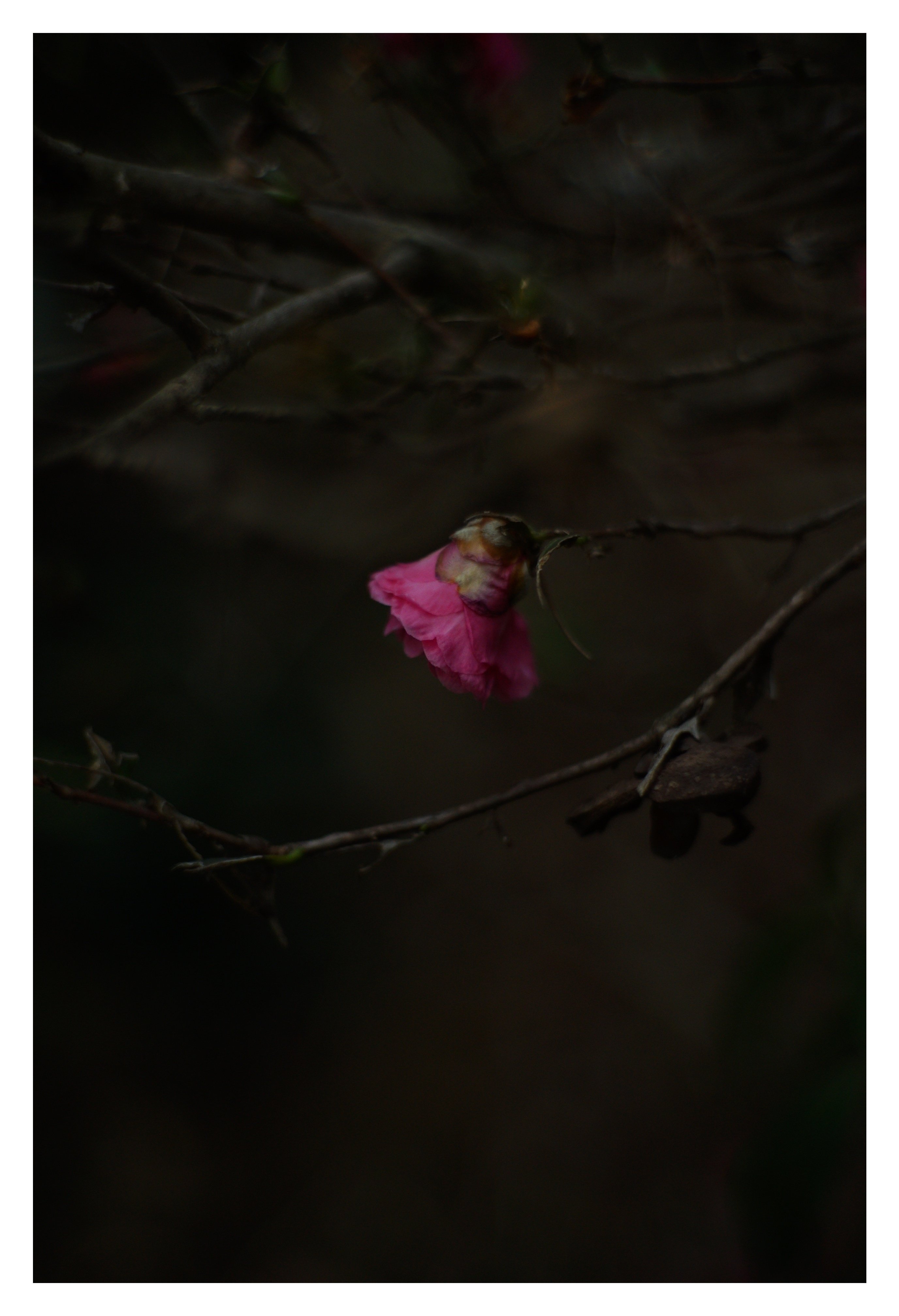 アーカイブ｜shin ikegami