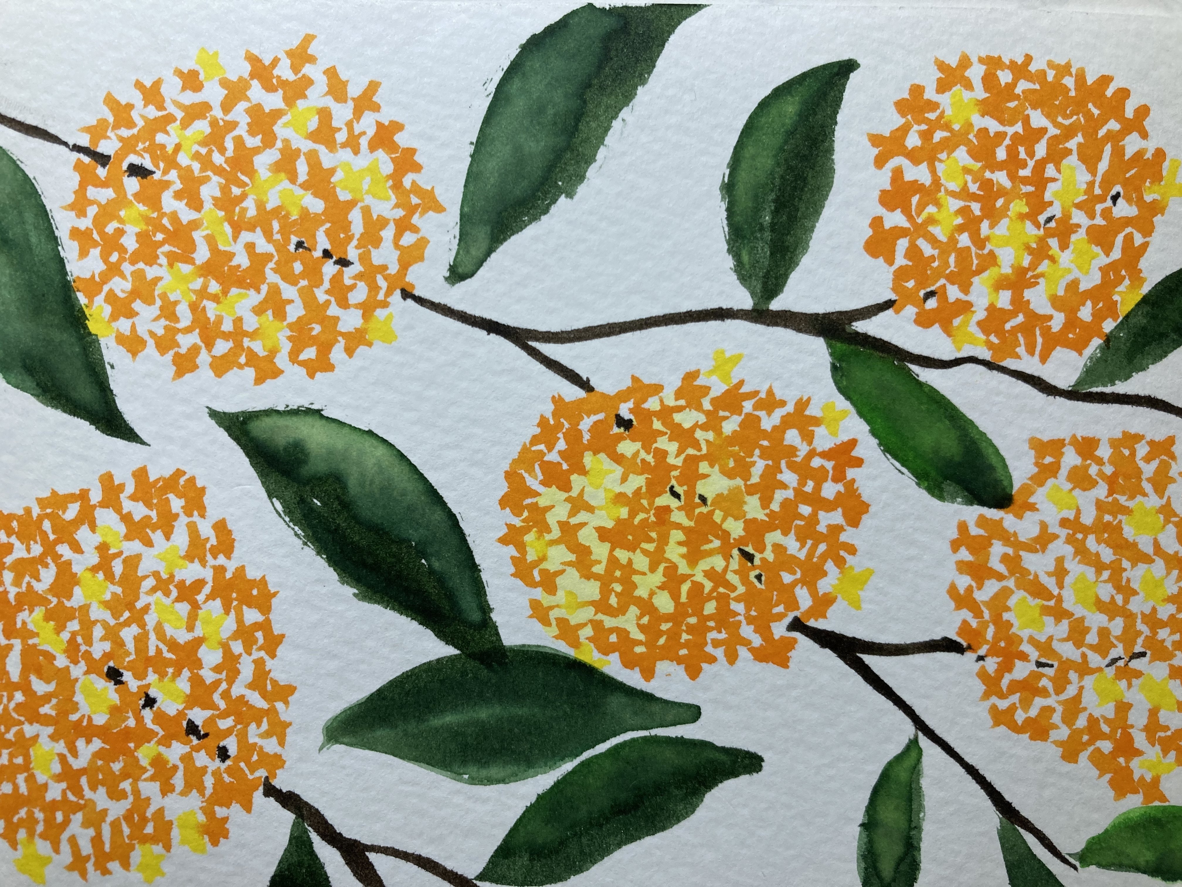 Osmanthus(金木犀)｜ck_wakaba