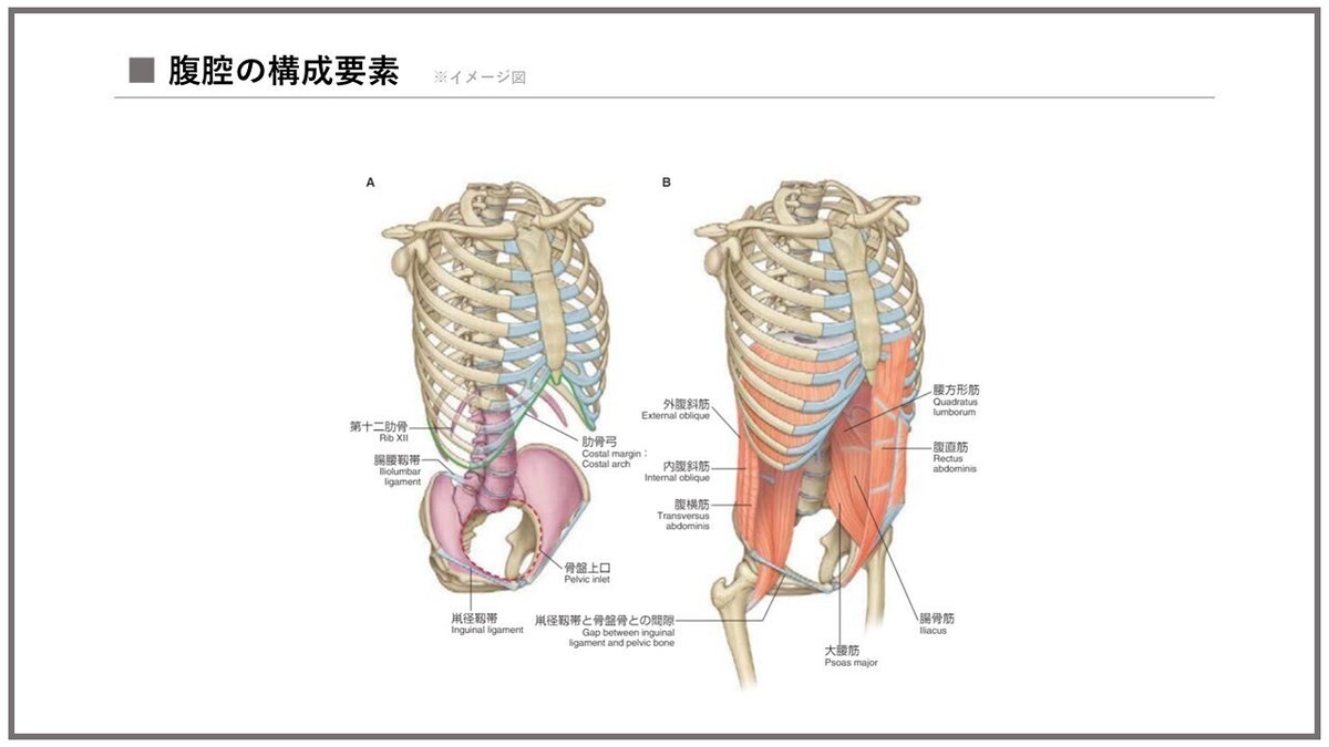 「腹圧」という身体機能から東洋医学を複合的に考える｜note_hana