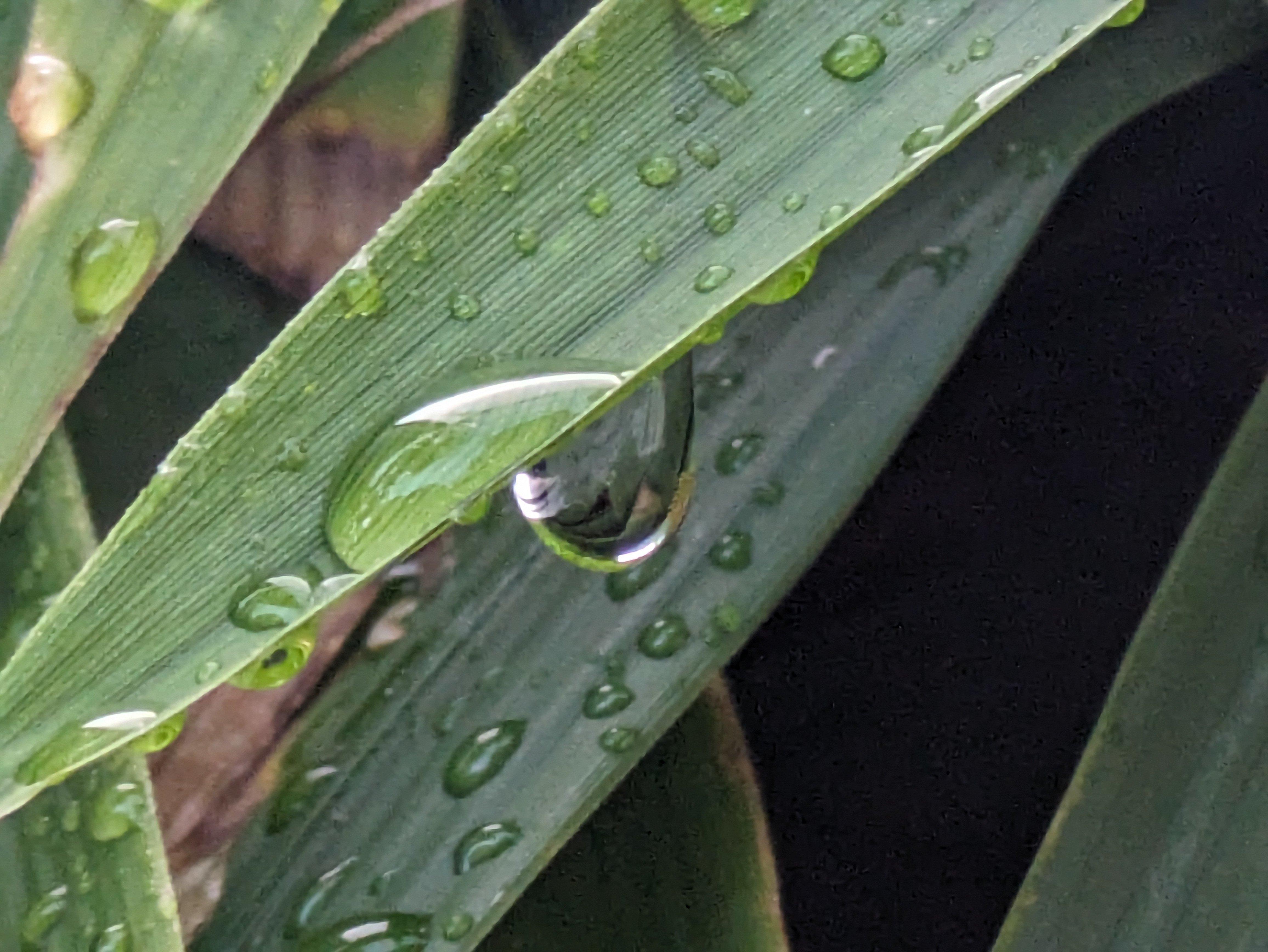 今朝の水滴｜ichiro70
