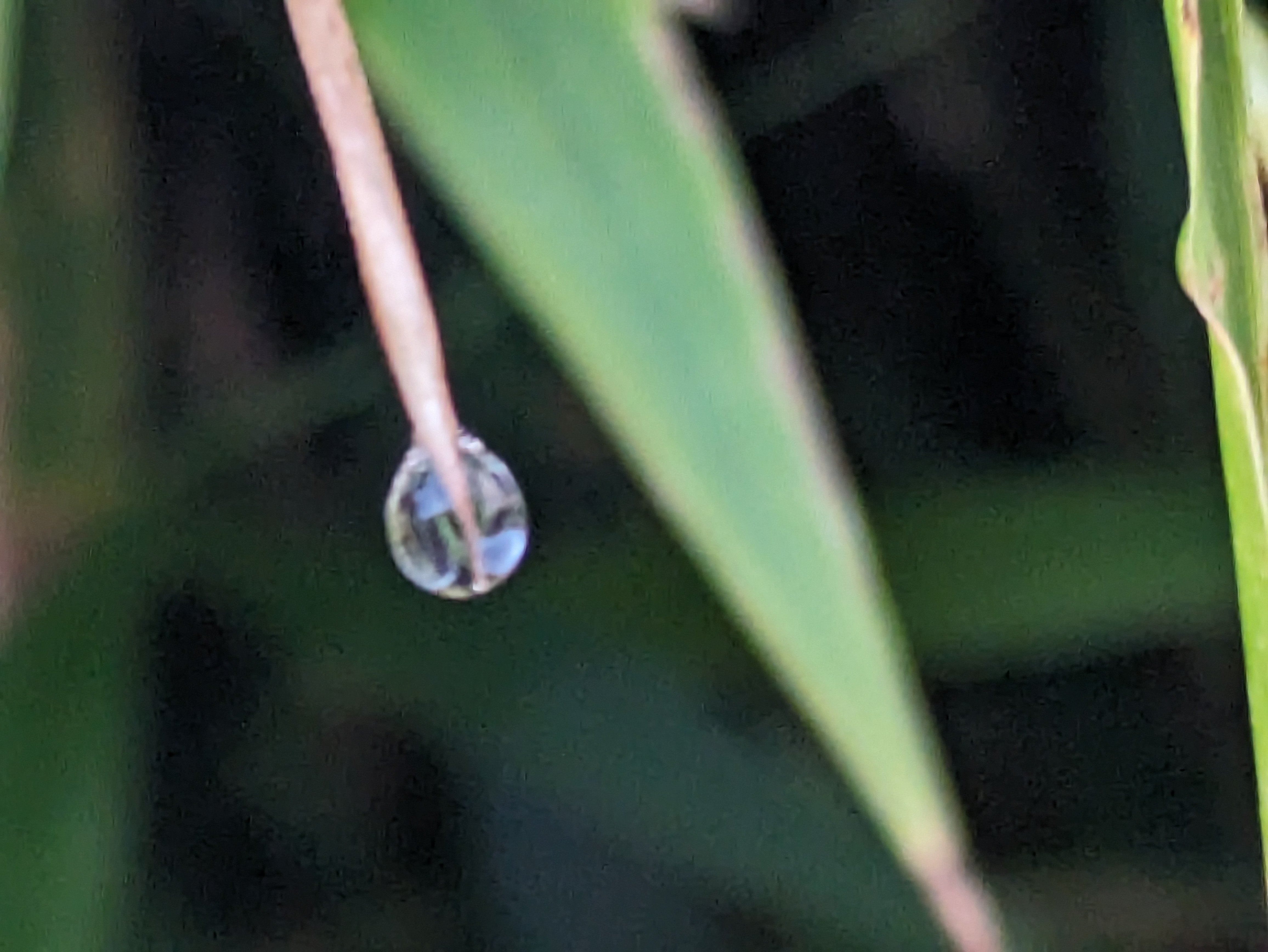 今朝の水滴｜ichiro70