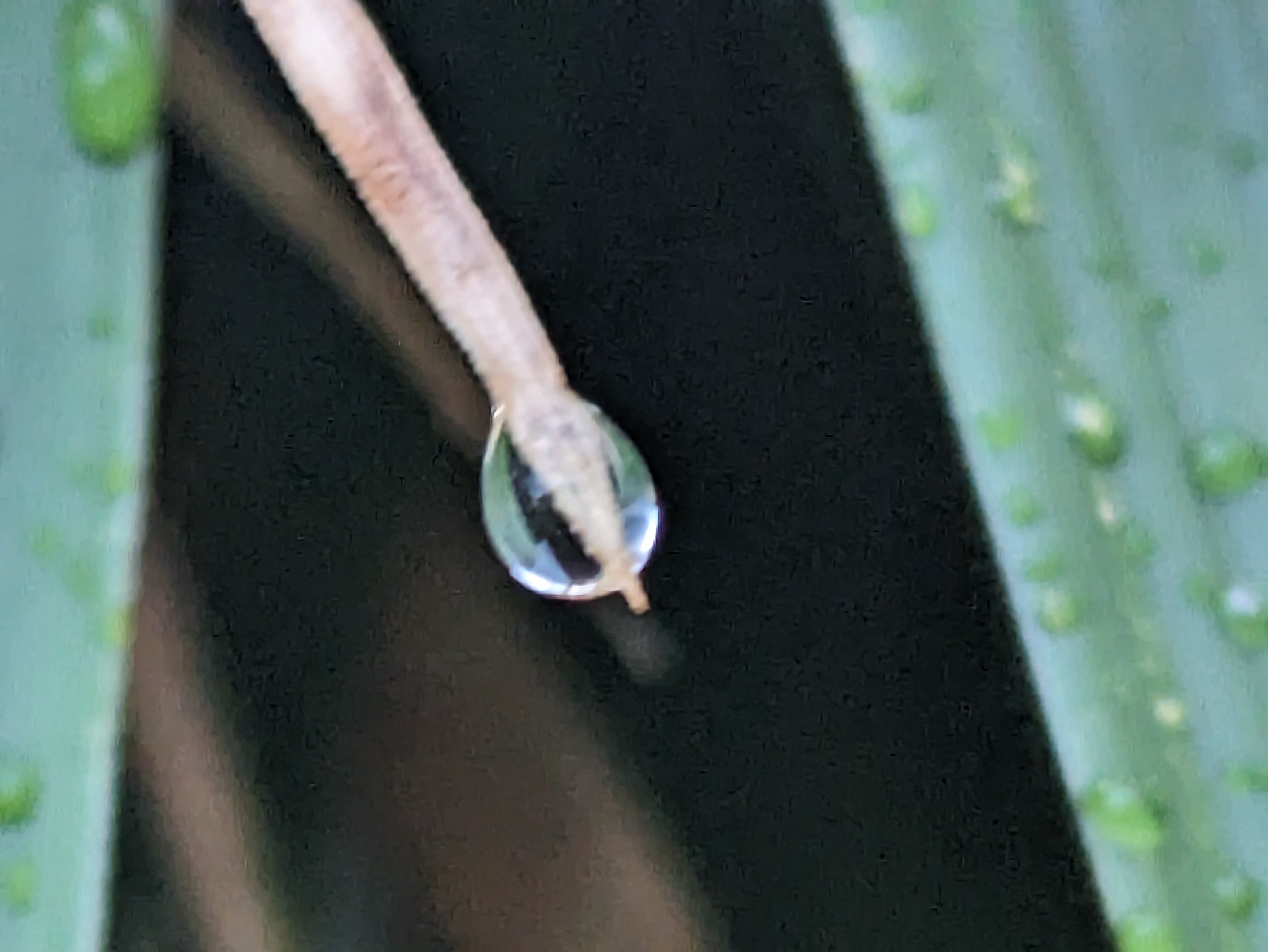 今朝の水滴｜ichiro70