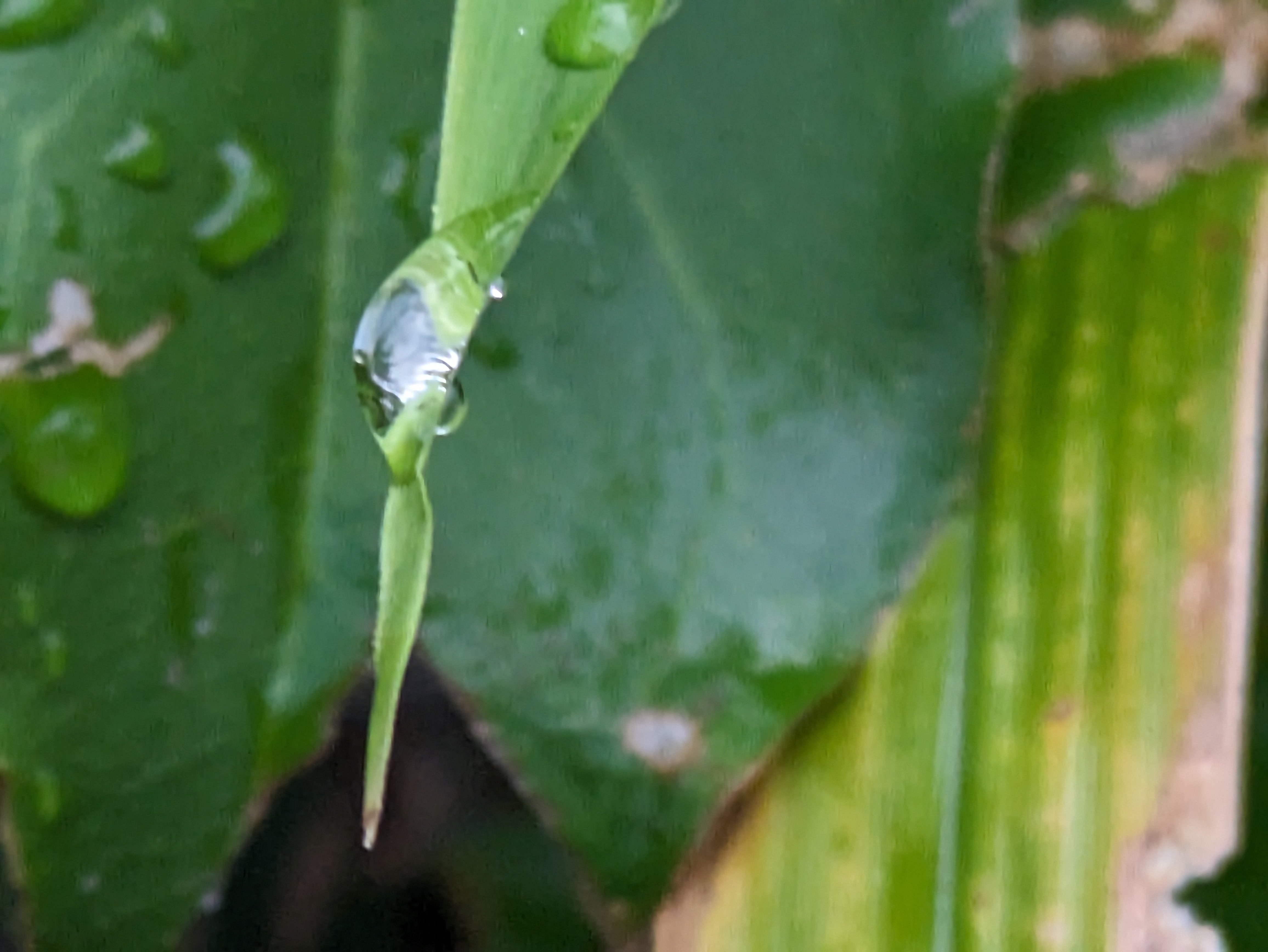 今朝の水滴｜ichiro70