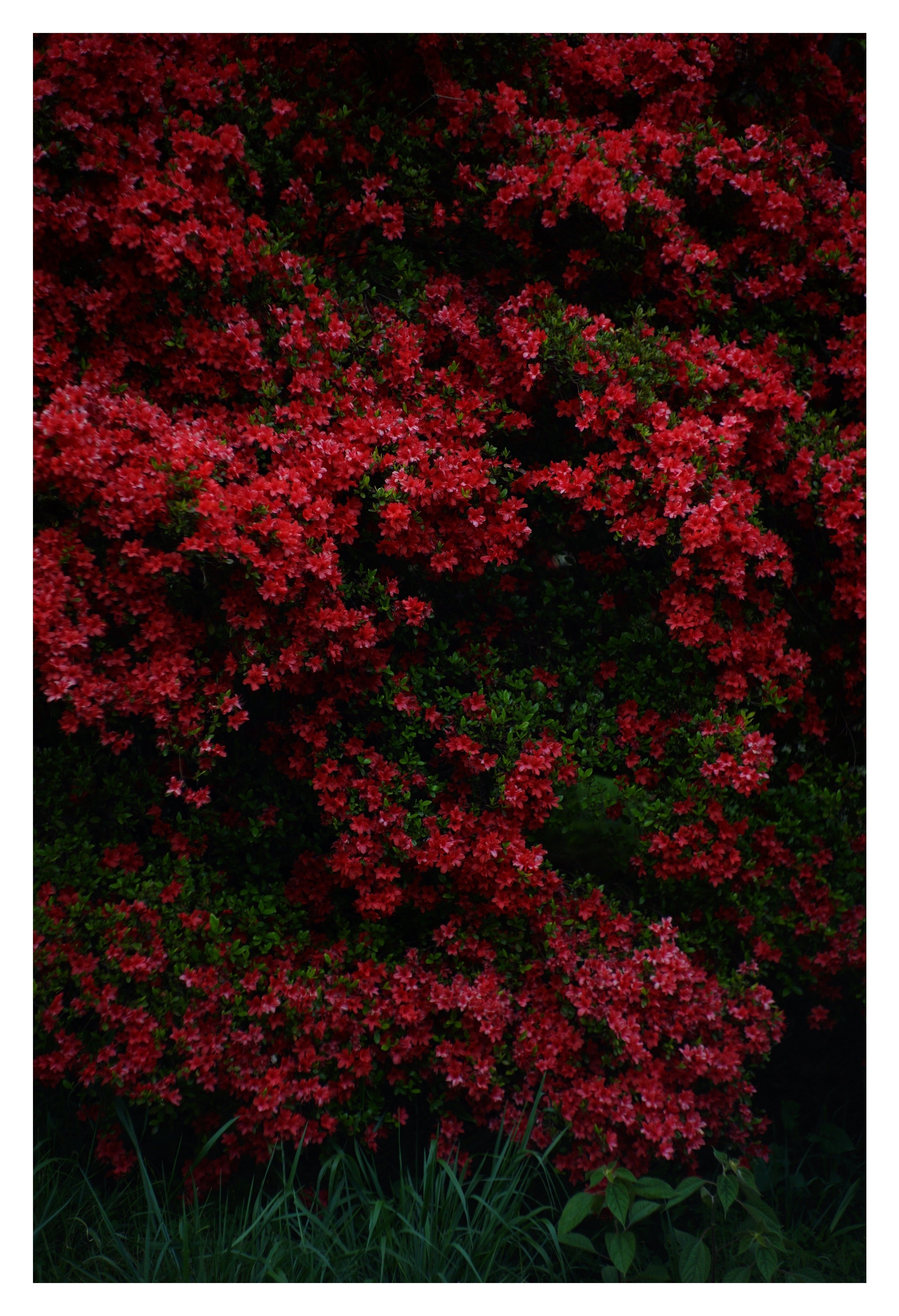 アーカイブ｜shin ikegami