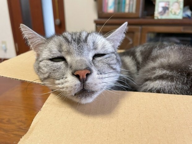【Life with a Cat】ねむいです｜Ishimura-san