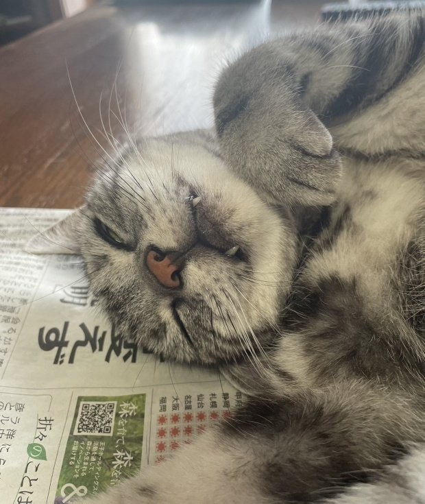 【Life with a Cat】牙向いて寝てる｜Ishimura-san