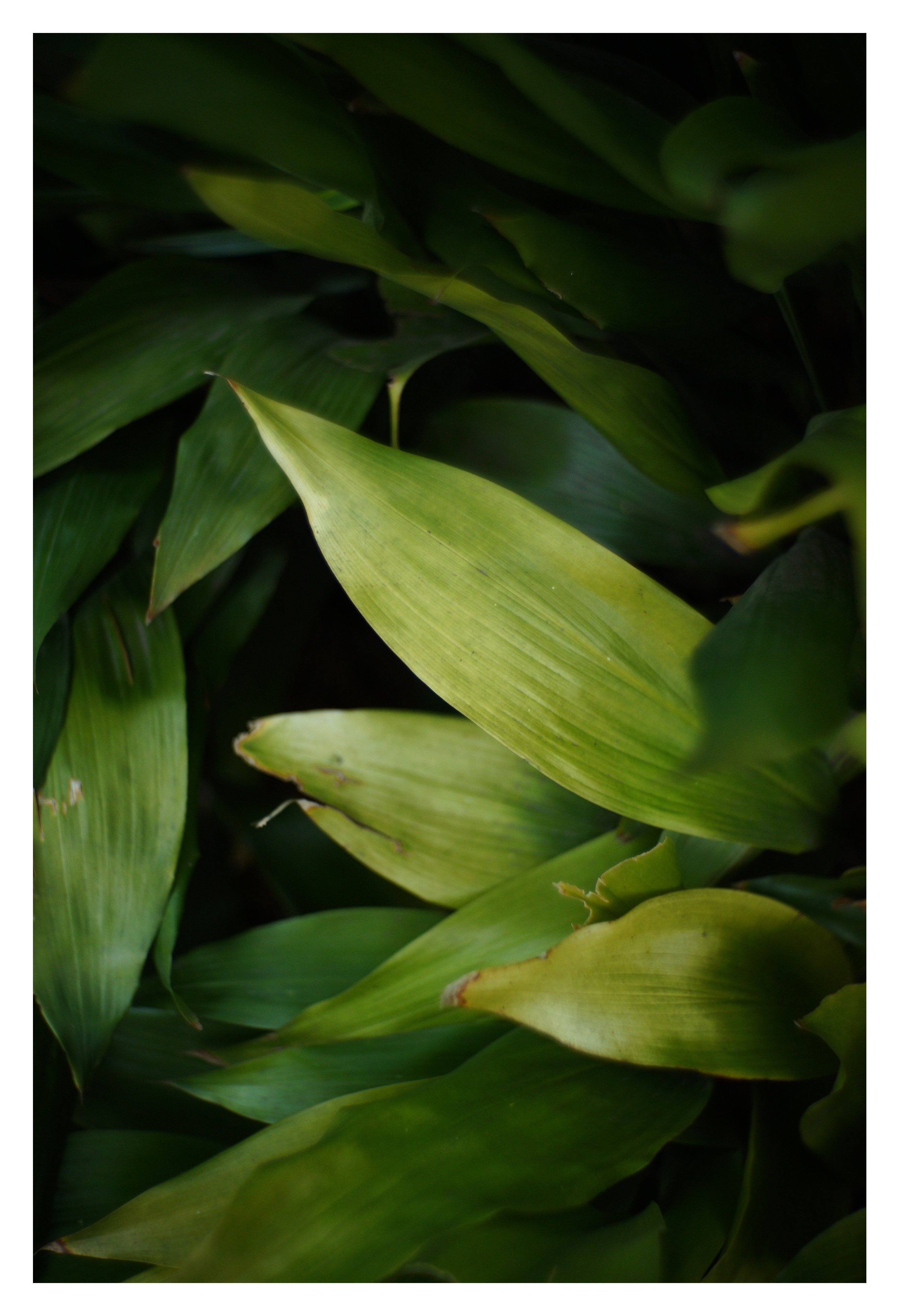 アーカイブ｜shin ikegami