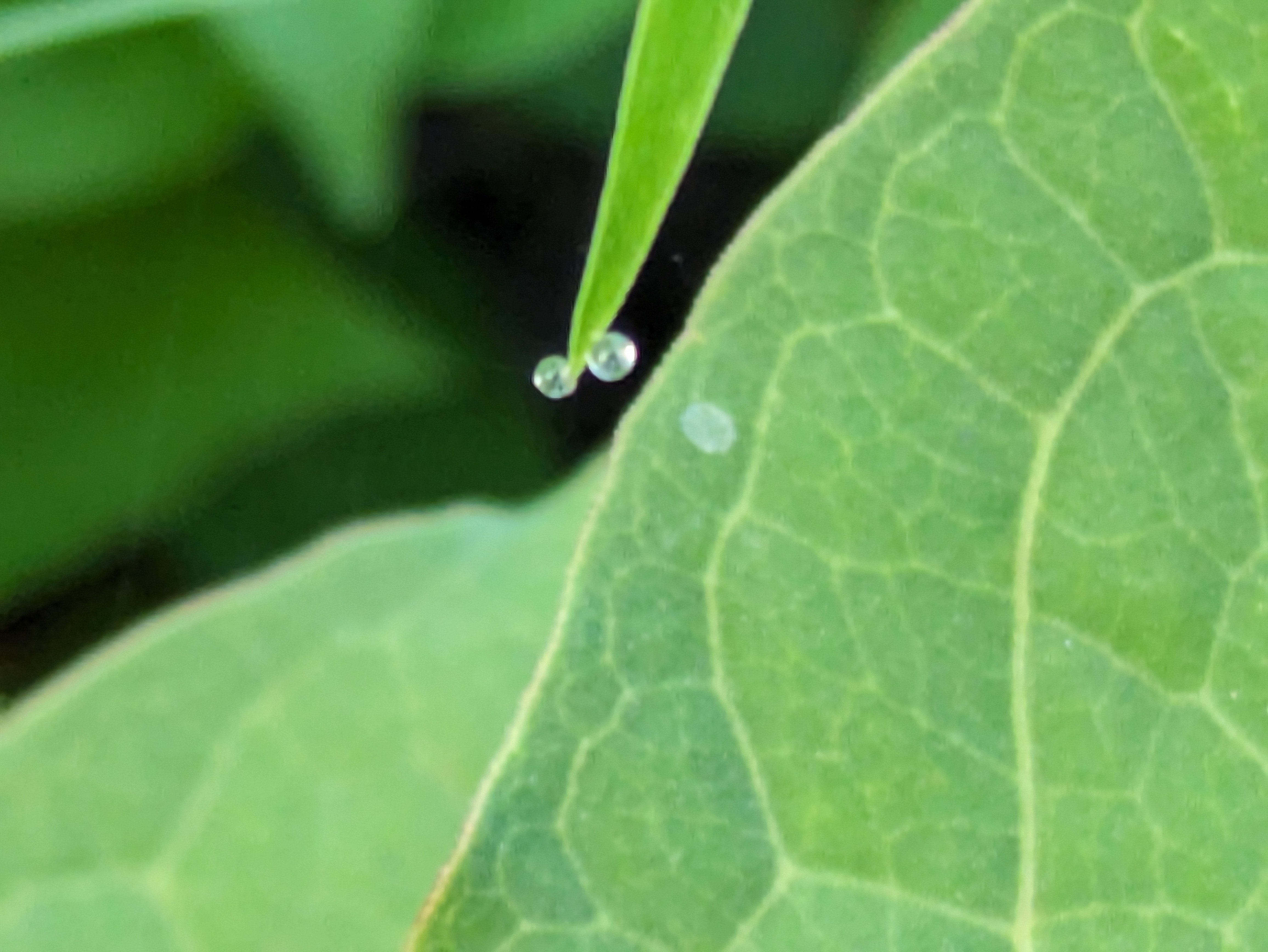 今朝の水滴 ③｜ichiro70