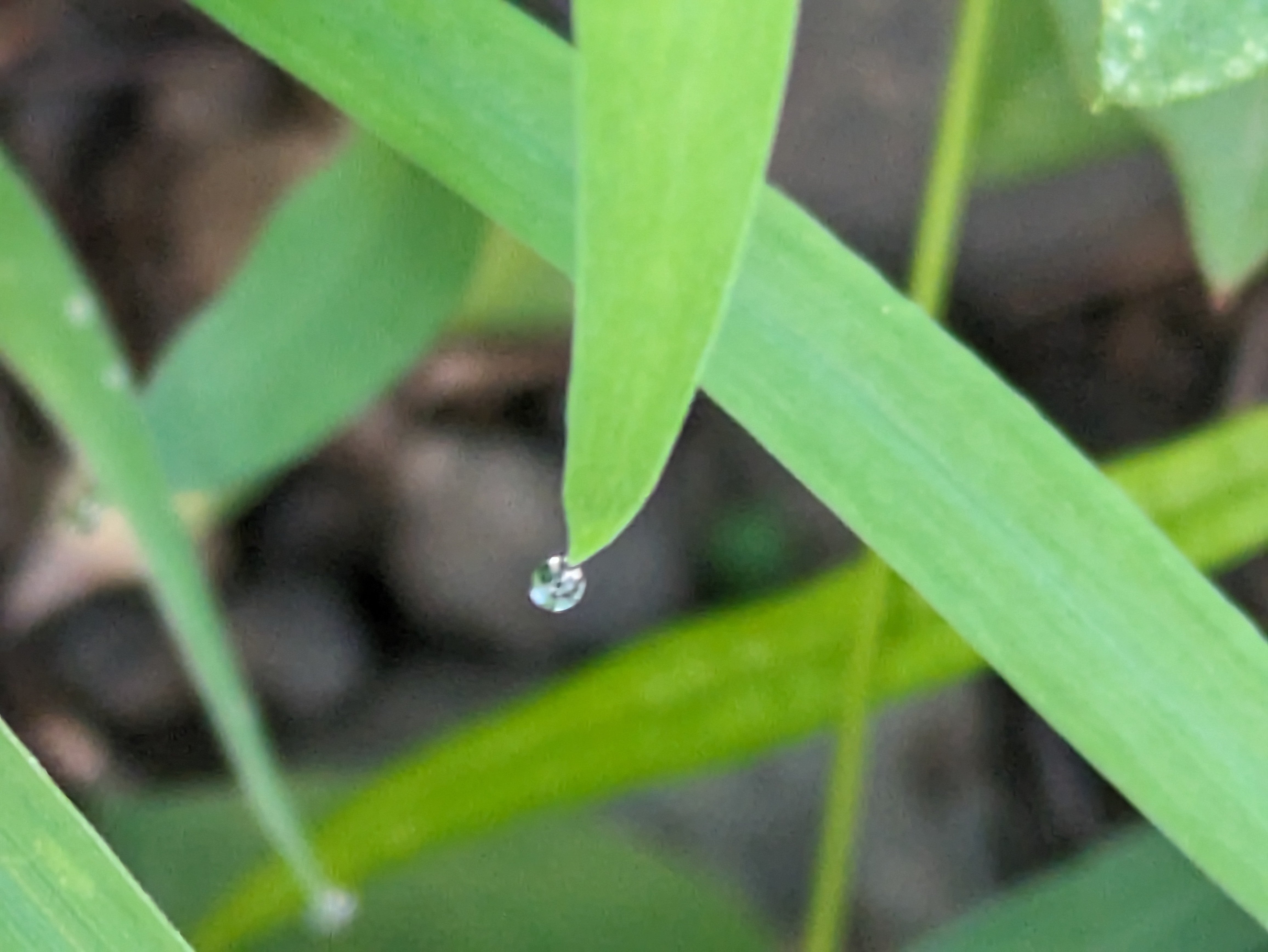 今朝の水滴 ③｜ichiro70