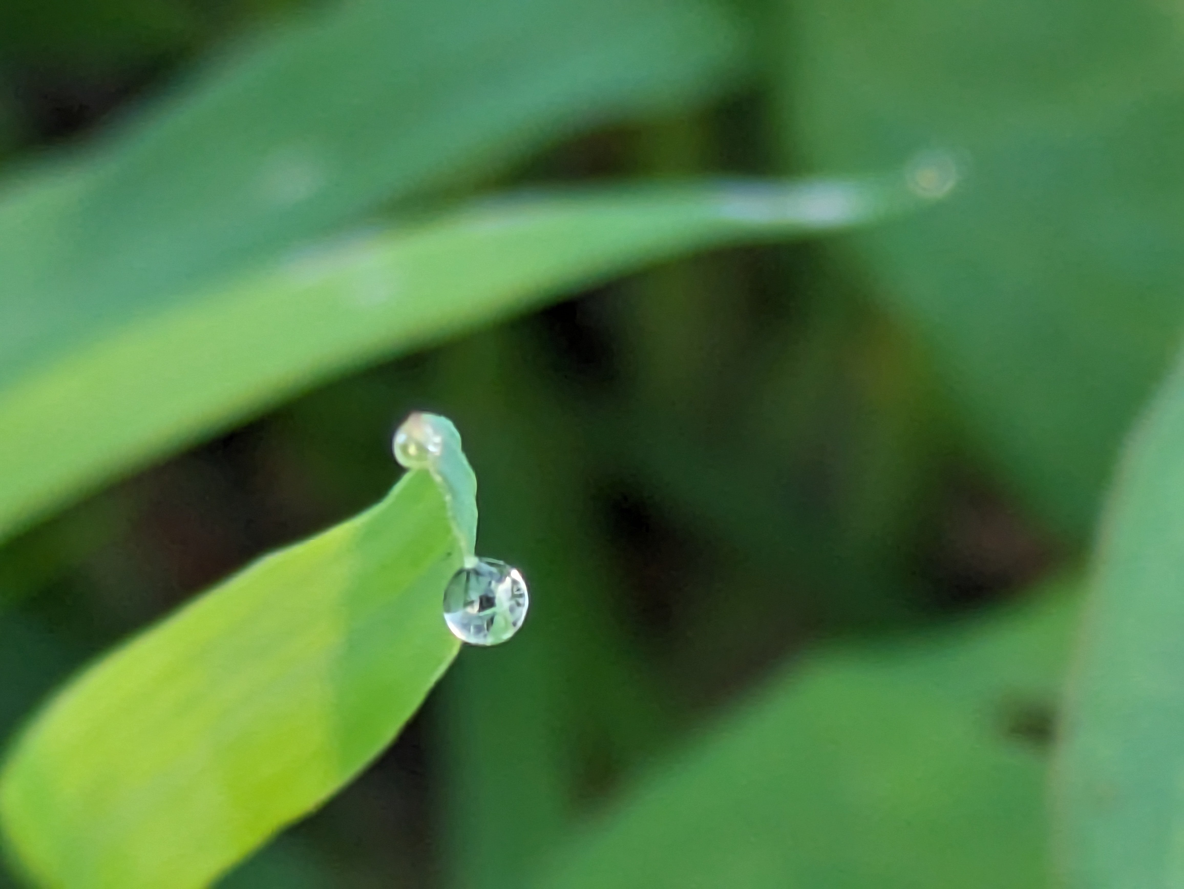 今朝の水滴 ③｜ichiro70