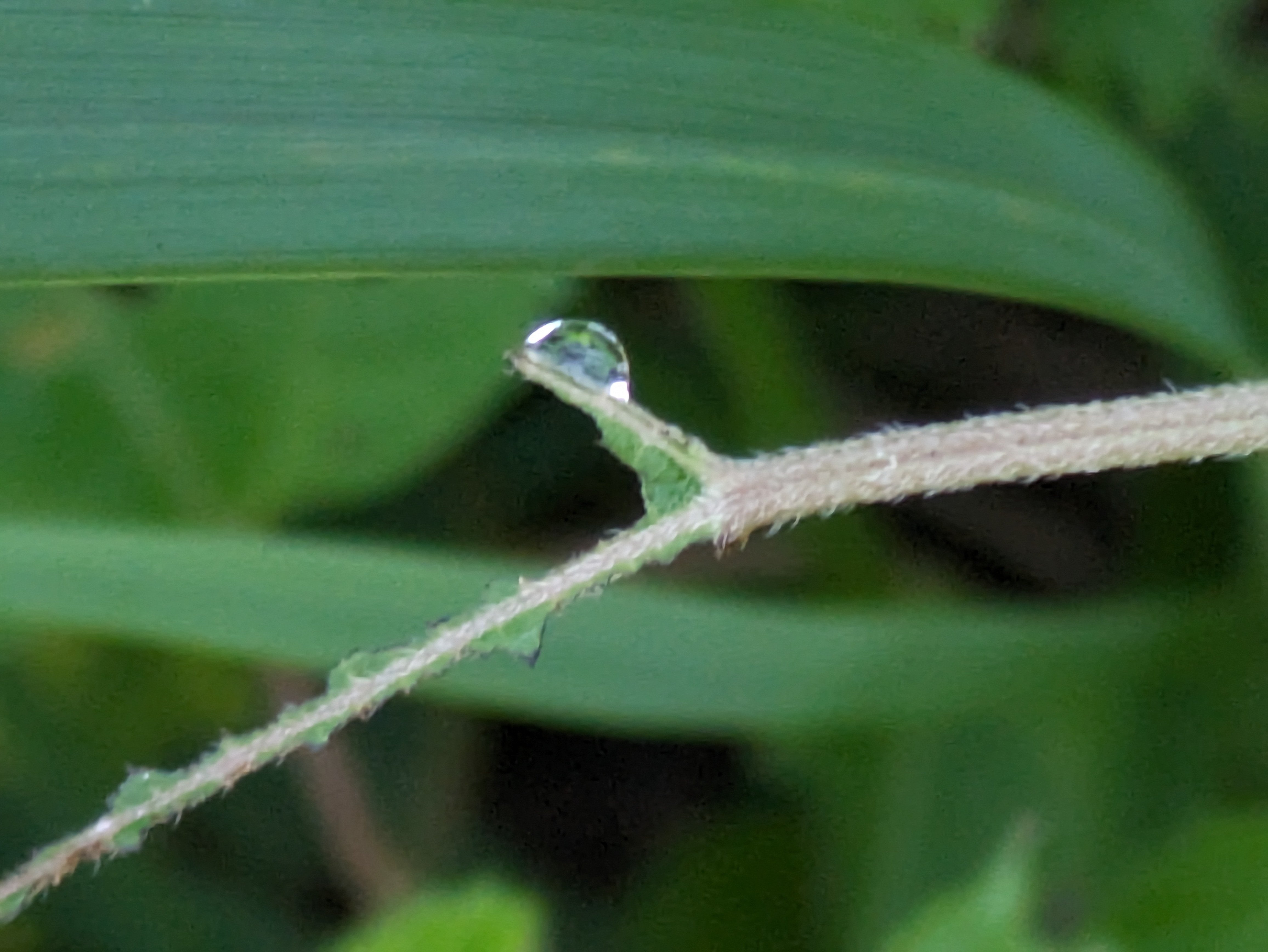 食みあとの朝露｜ichiro70