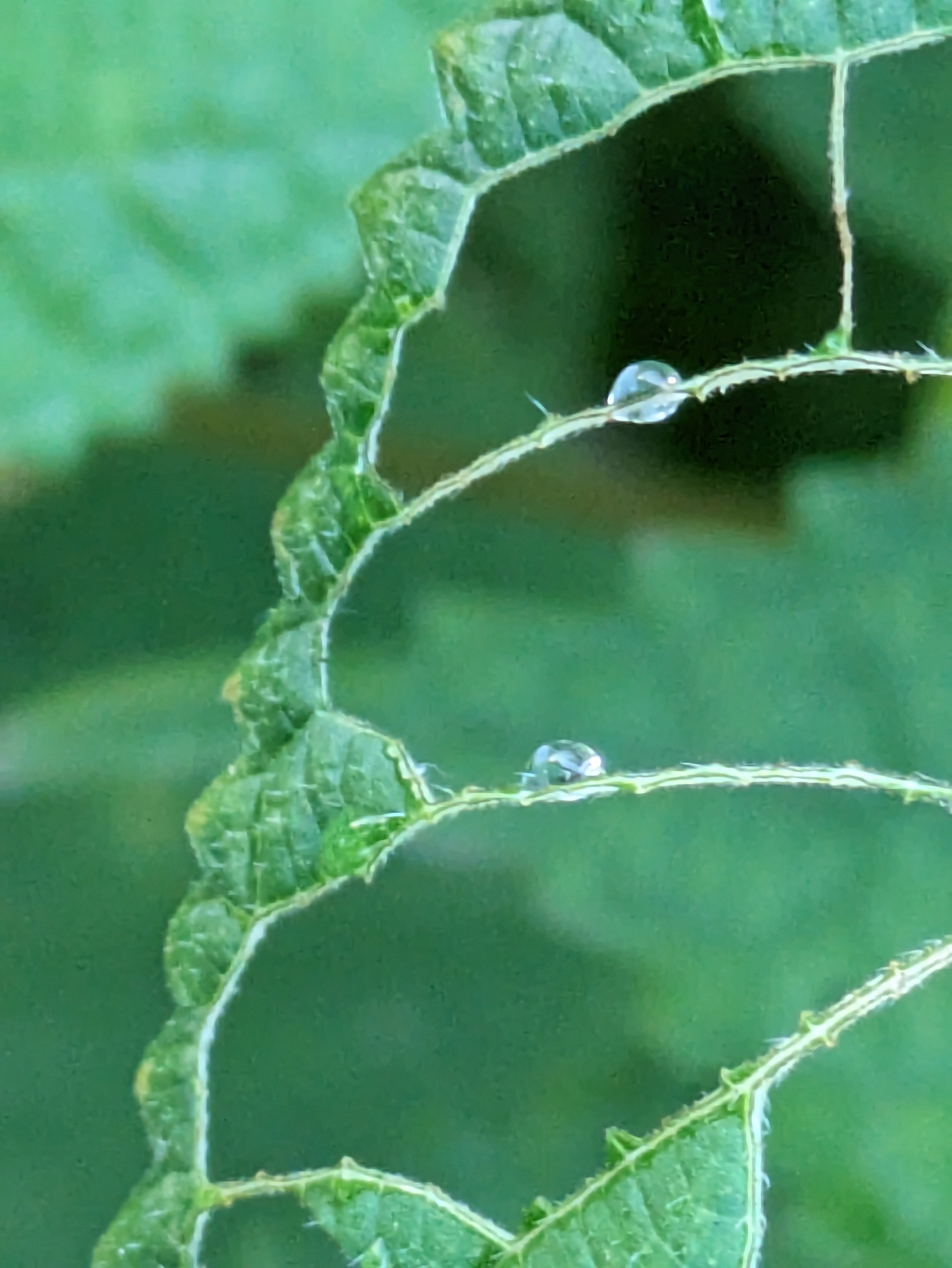 食みあとの朝露②｜ichiro70