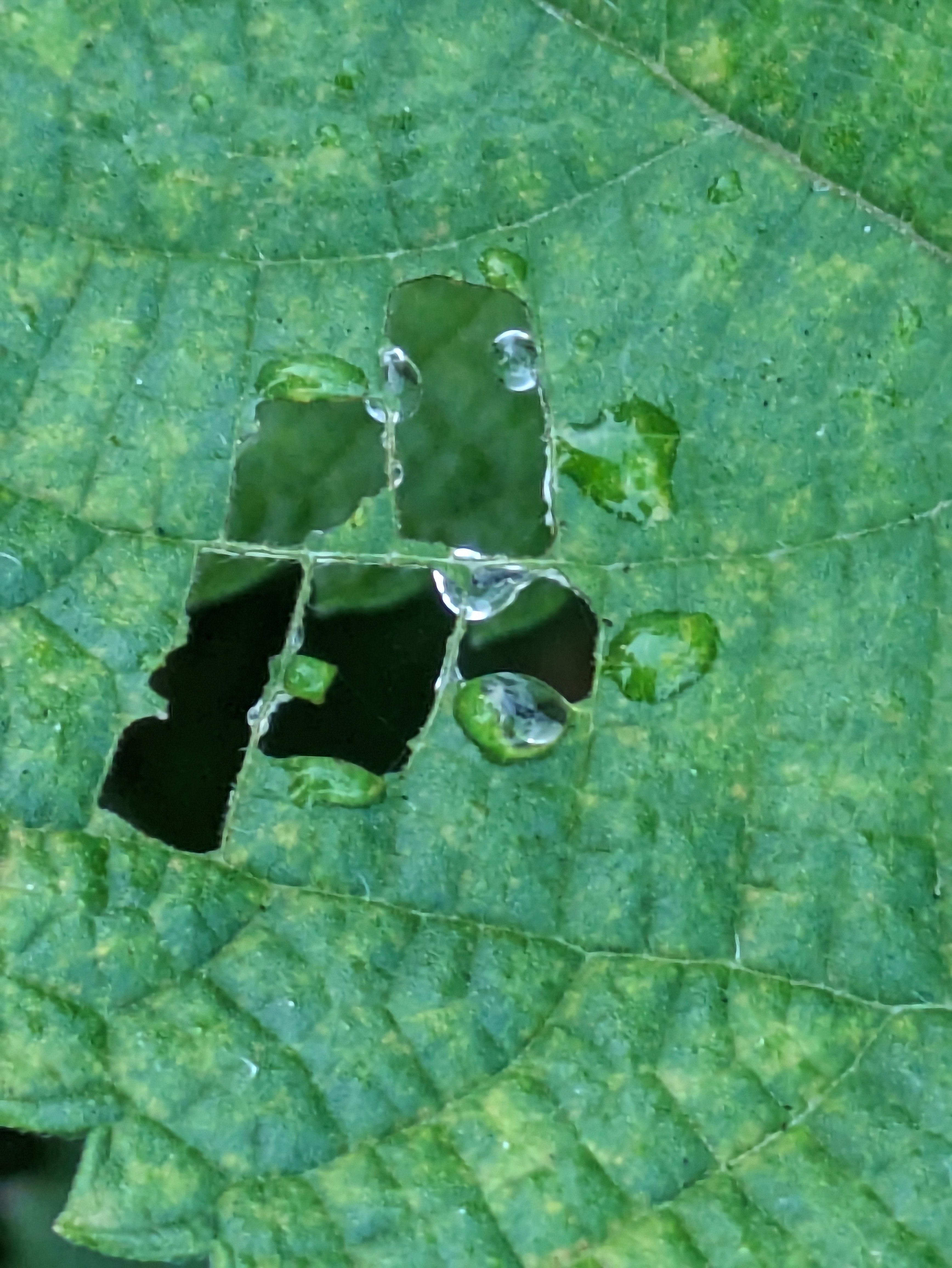 食みあとの朝露②｜ichiro70