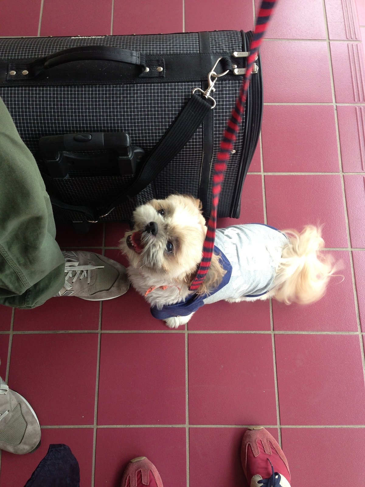 ポンチとゆう名前の由来｜Mayumi Yoshida