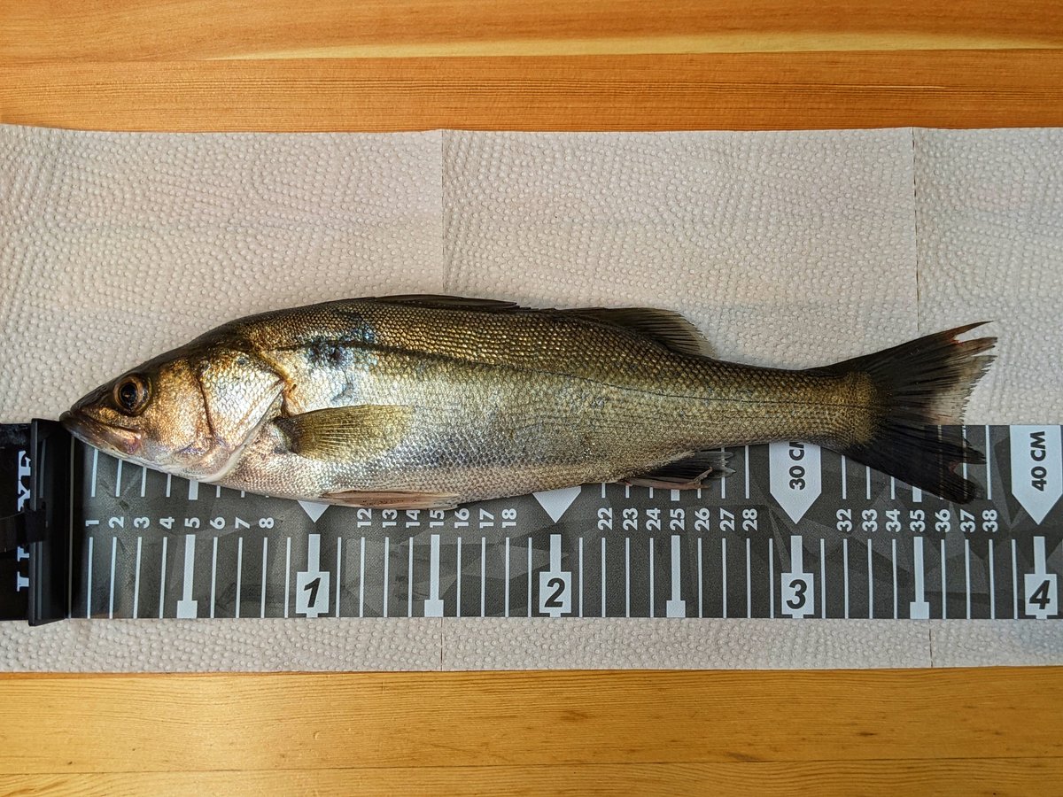 対シーバス戦 4回目 倉部川河口｜kako-jun