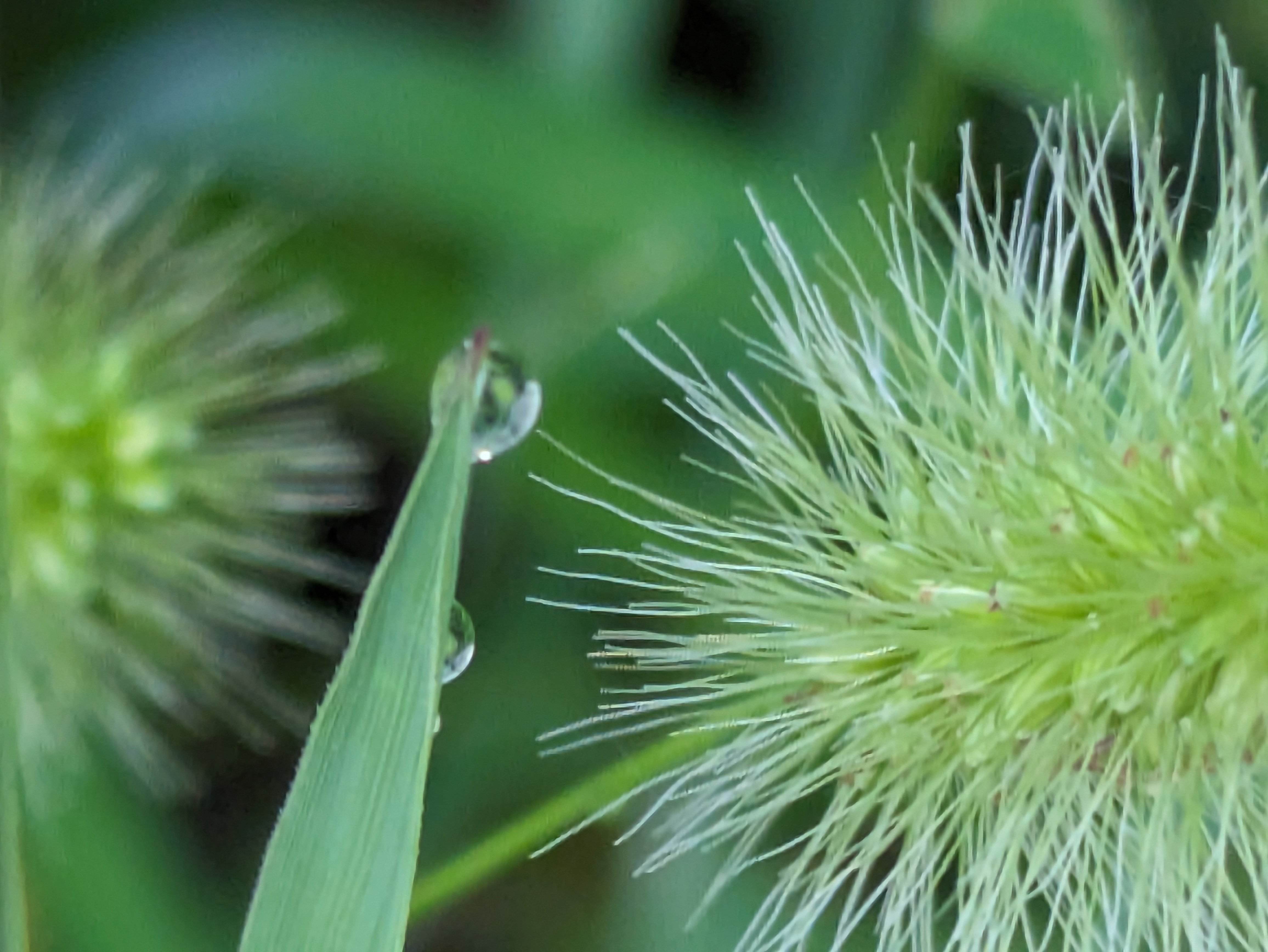 今朝の水滴⑥｜ichiro70