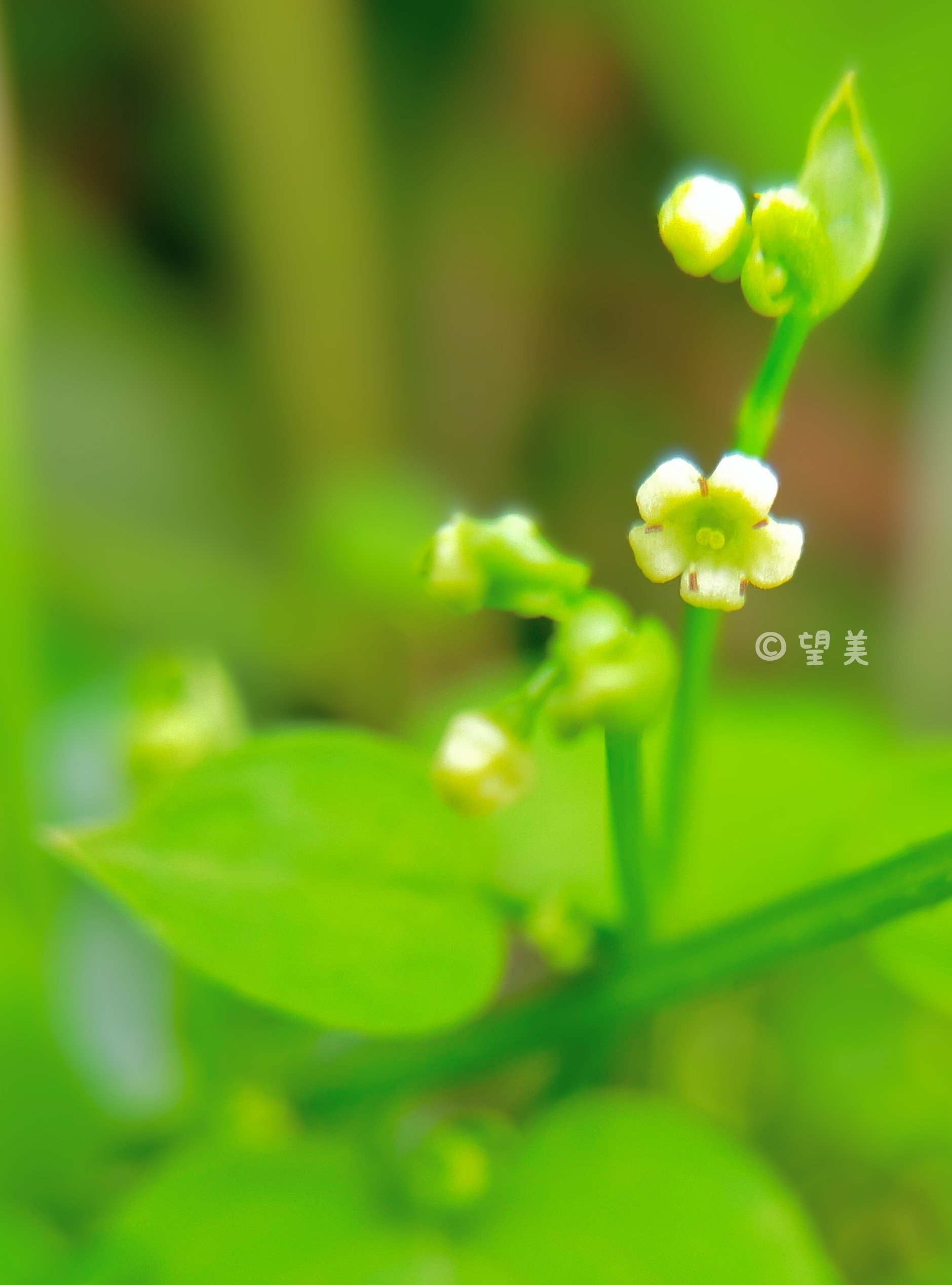 おはようございます(*´︶`*)空高し 撮れる喜び アカネ咲く .*･ﾟ .*･ﾟ .*･ﾟ｜望美【花写真・棚田写真】