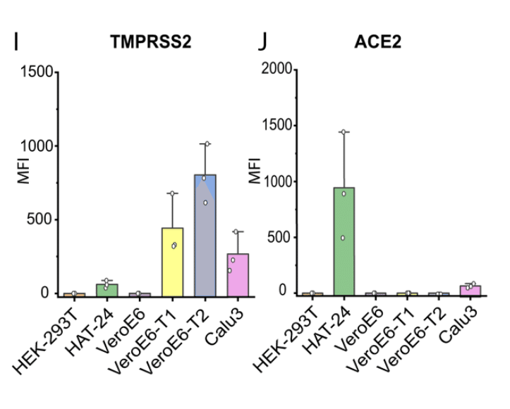 オミクロン系統の TMPRSS2 活性化 スパイク糖タンパク質は ACE2 の TMPRSS2 切断によって制御される｜カイン