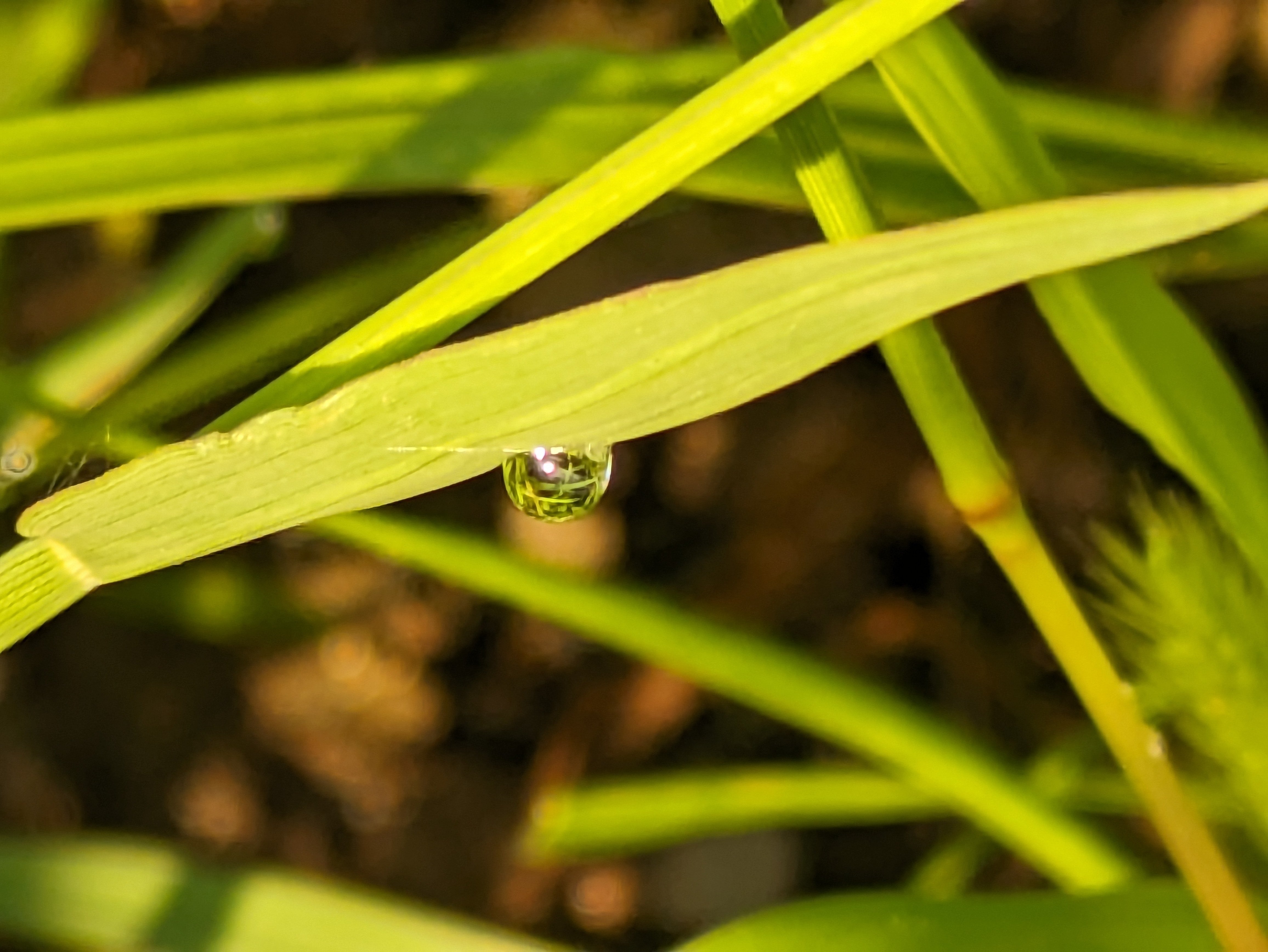 今朝の水滴⑤｜ichiro70