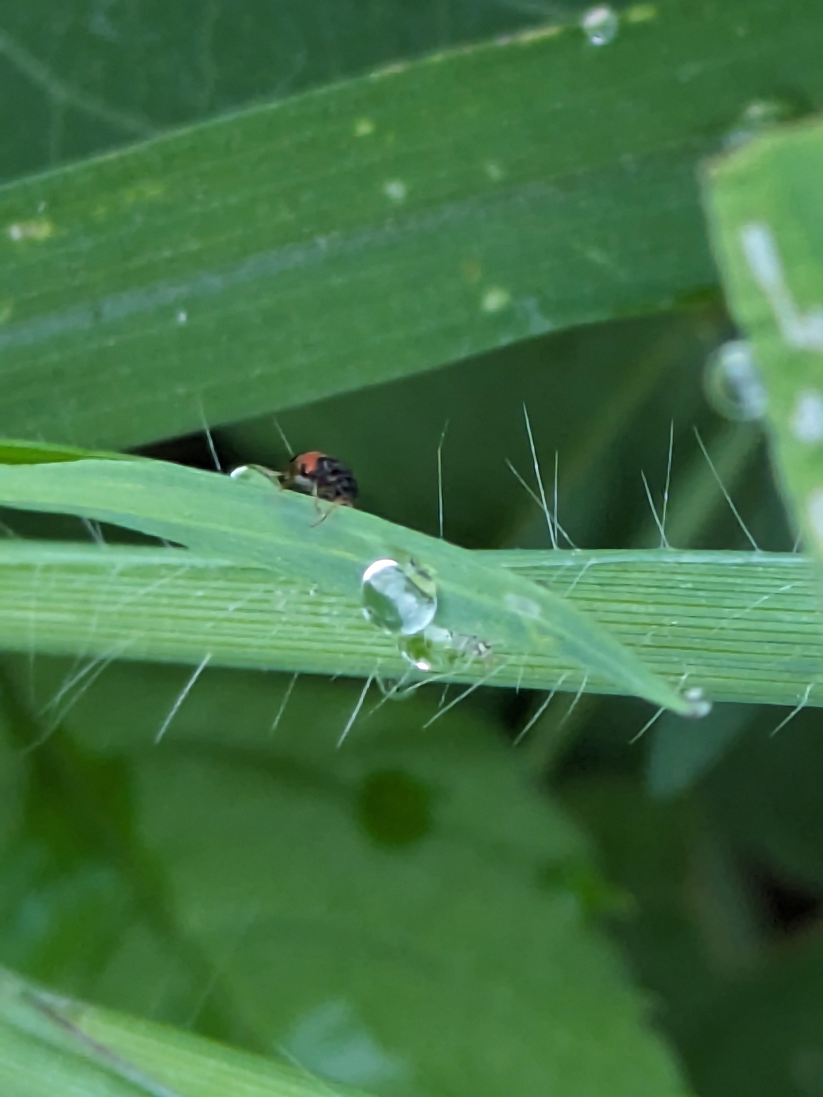 今朝の水滴⑤｜ichiro70